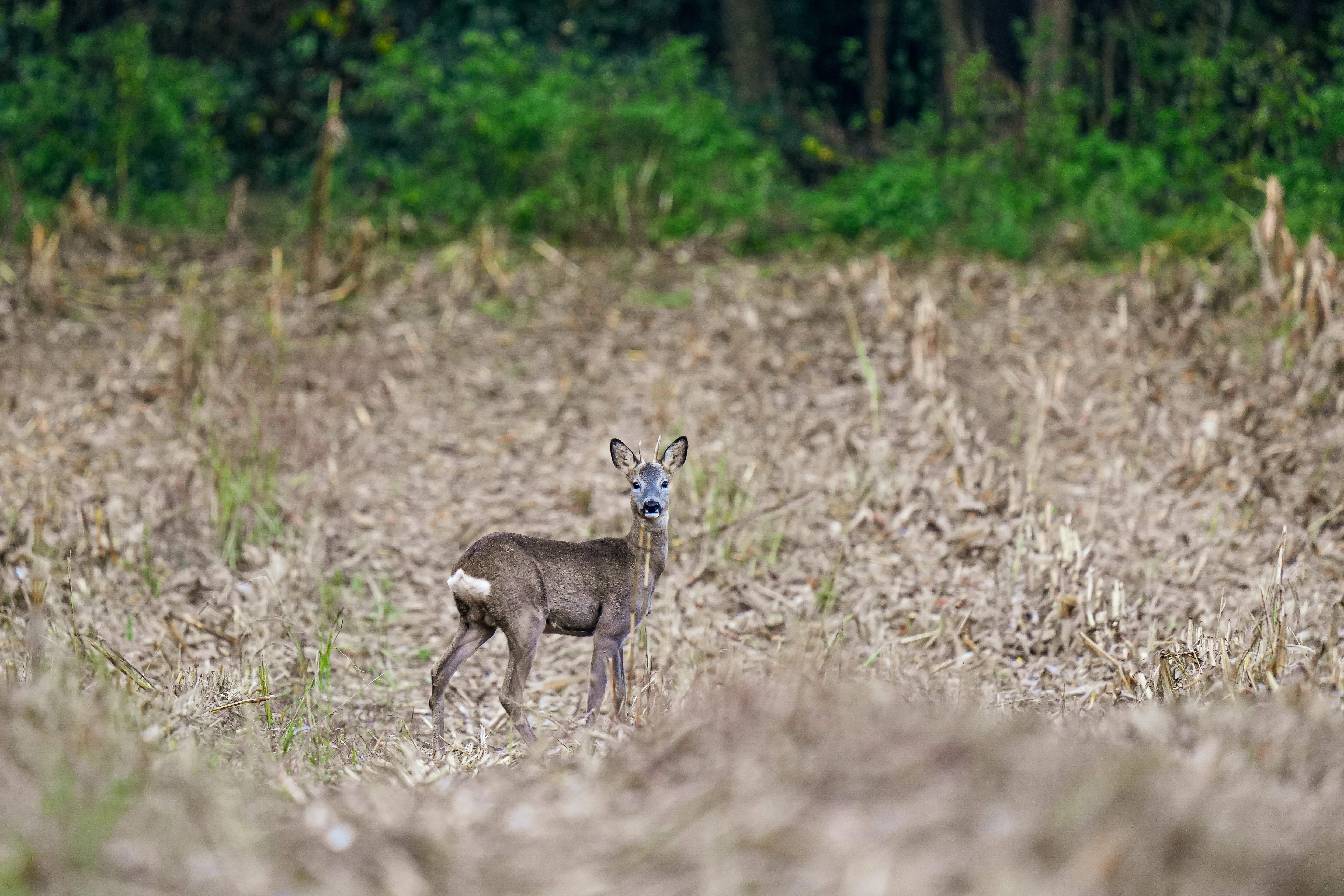 A deer stands in a dry, harvested field.