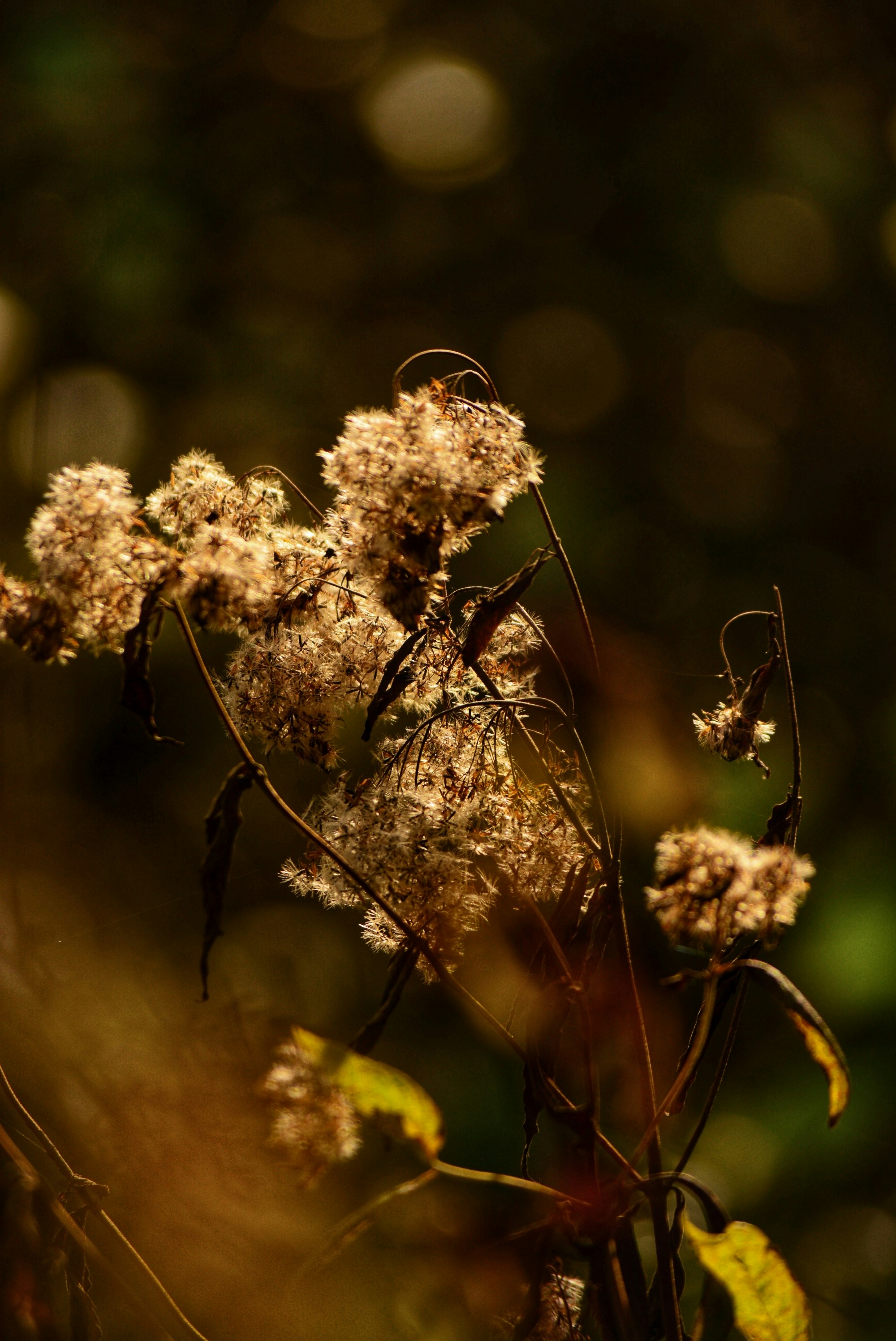 Dried wildflowers with soft bokeh background
