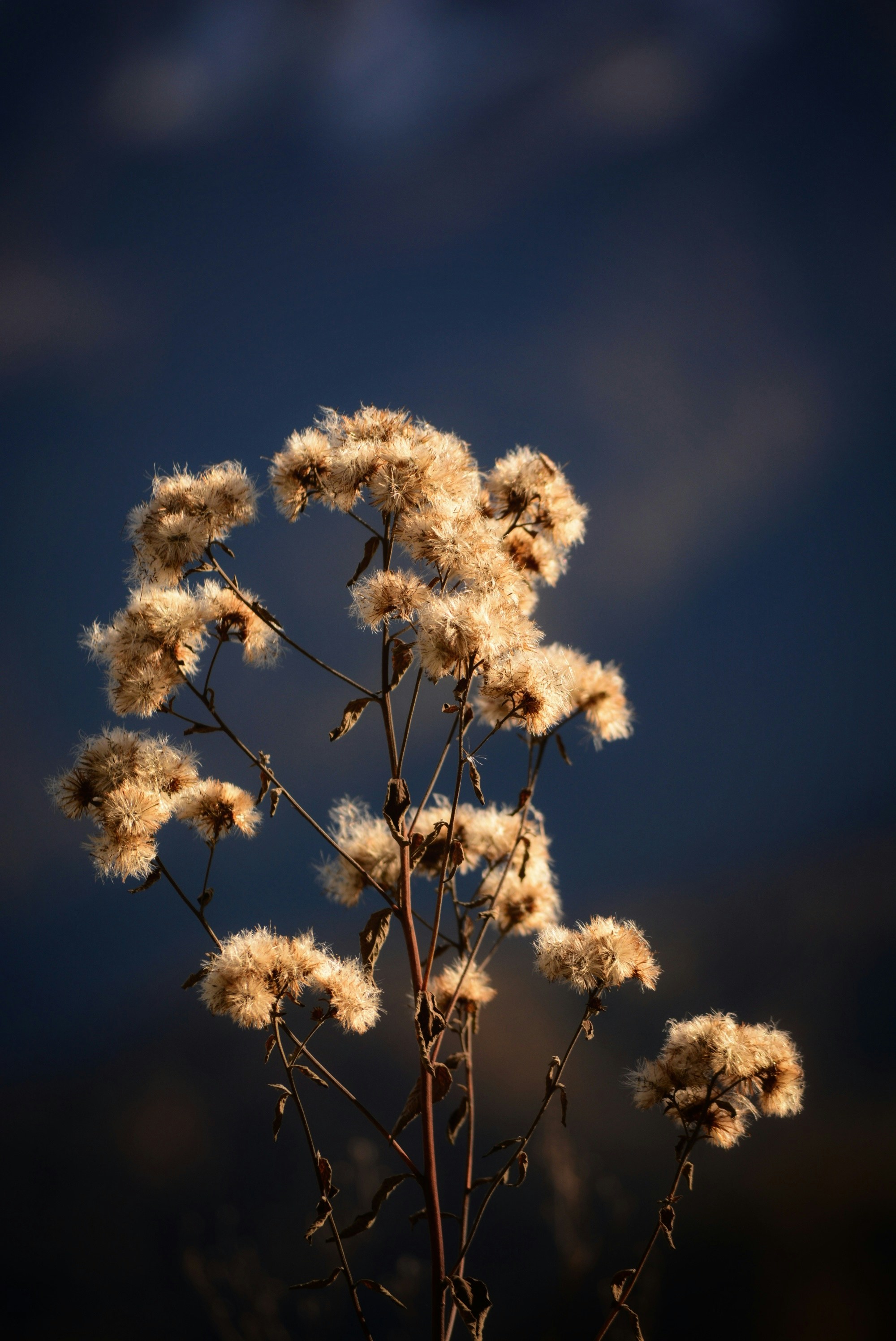 Dried fluffy seed heads against dark sky