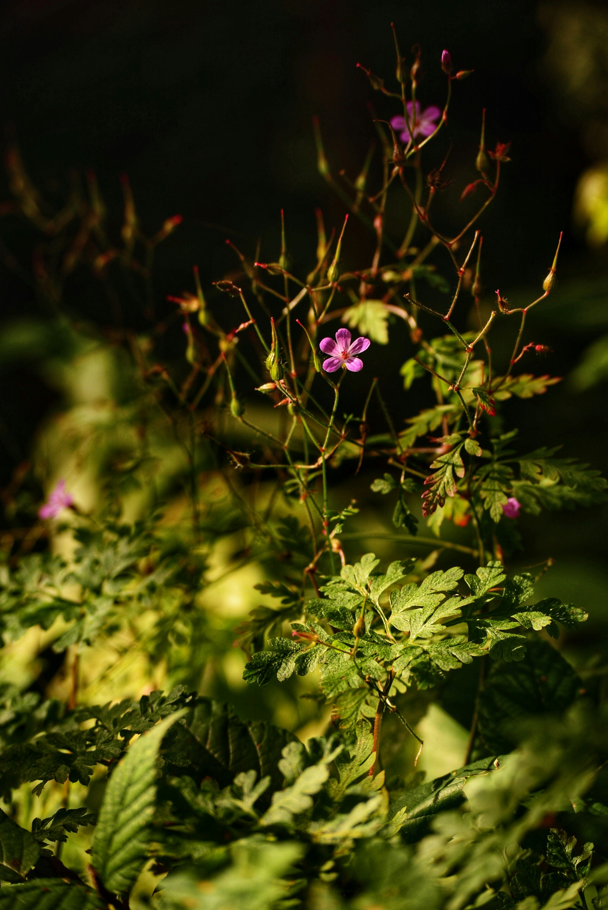 Delicate pink wildflowers bloom in lush green foliage.