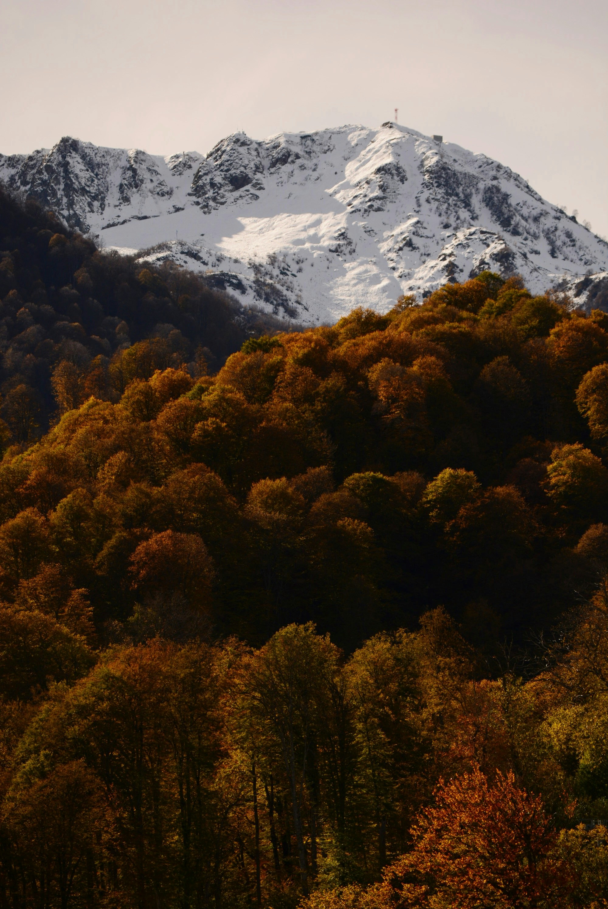 Autumn's Embrace Beneath the Snow-Capped Peaks
