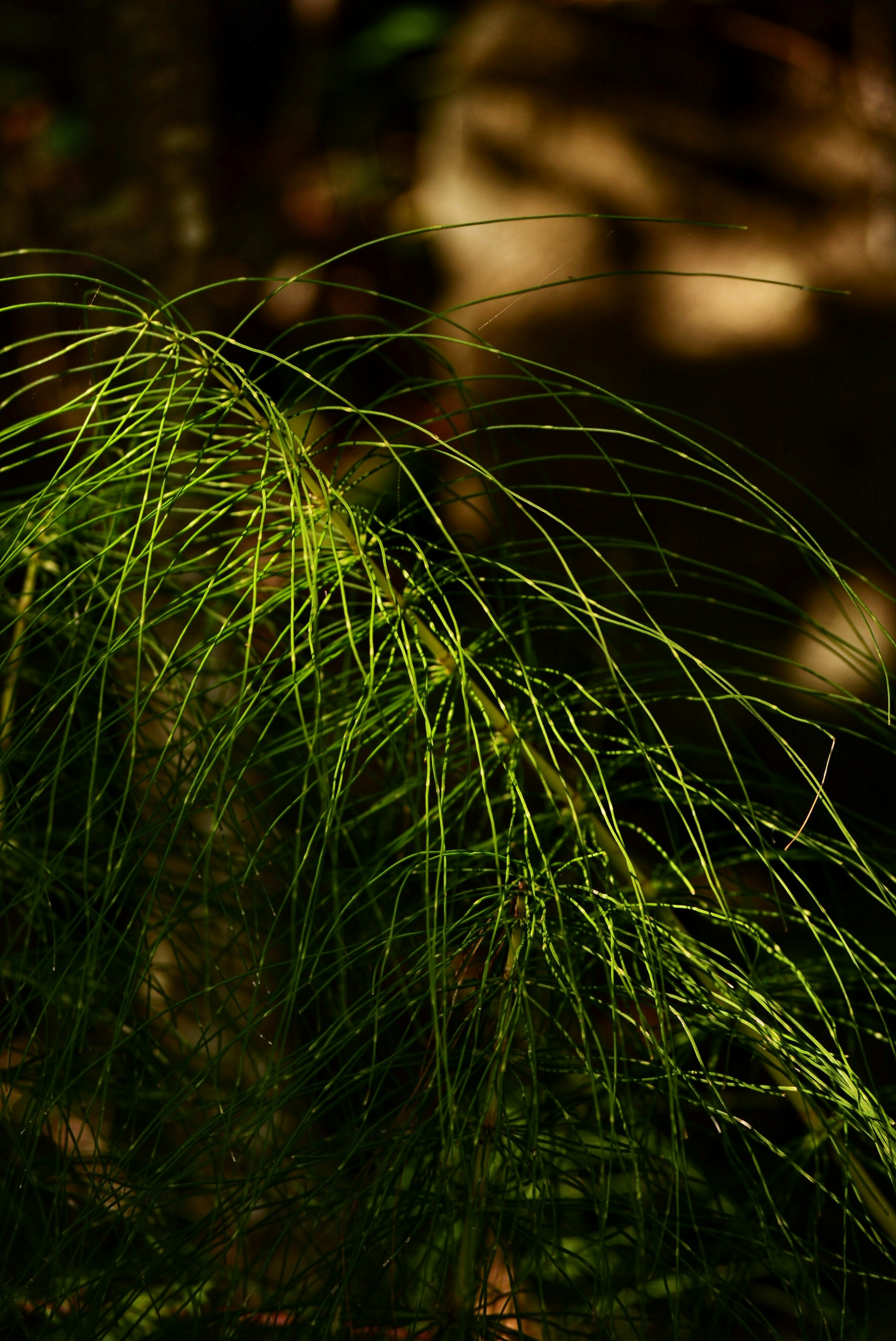 Delicate green grass with dappled sunlight
