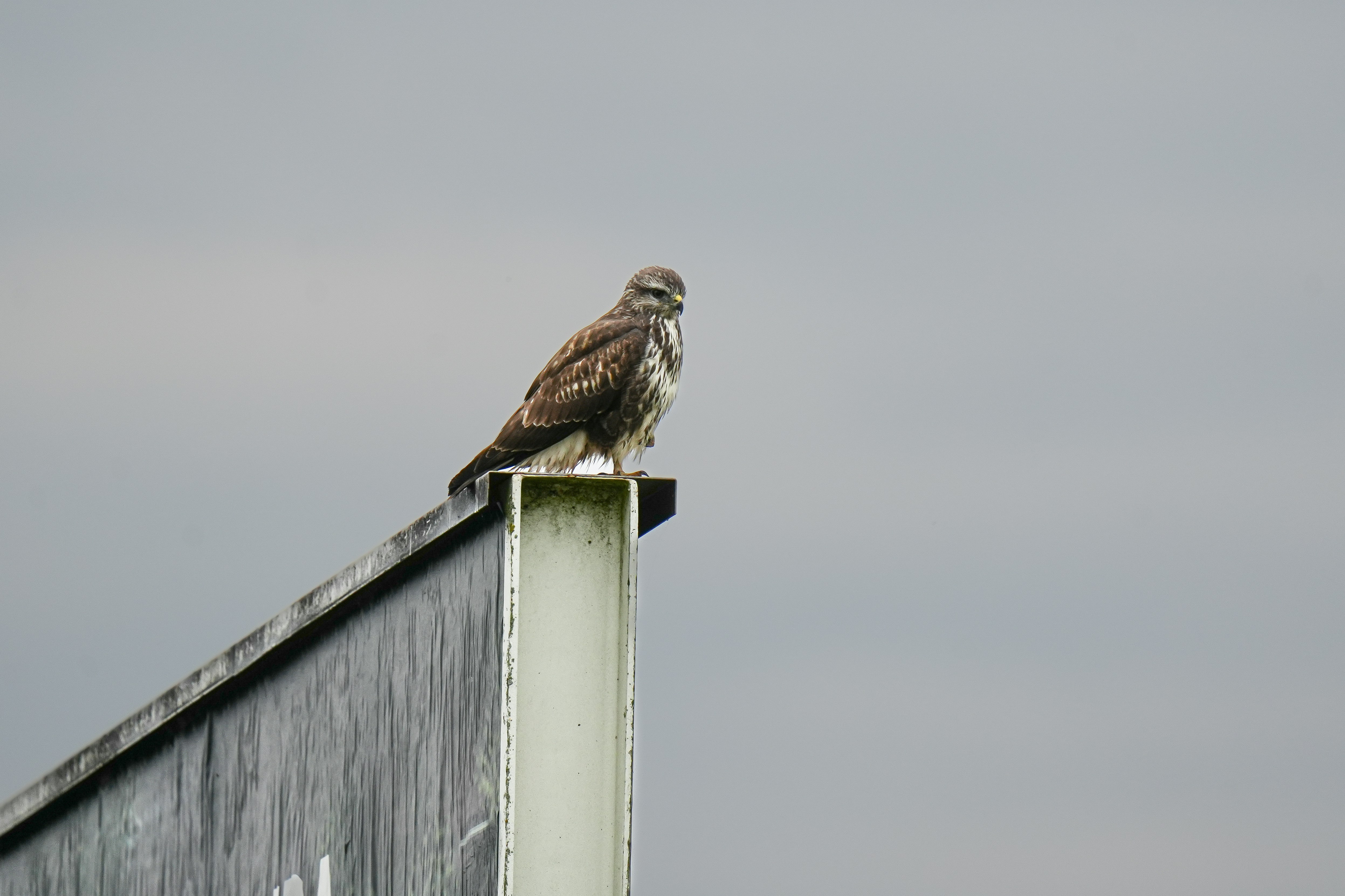 A hawk perches on a metal beam outdoors.