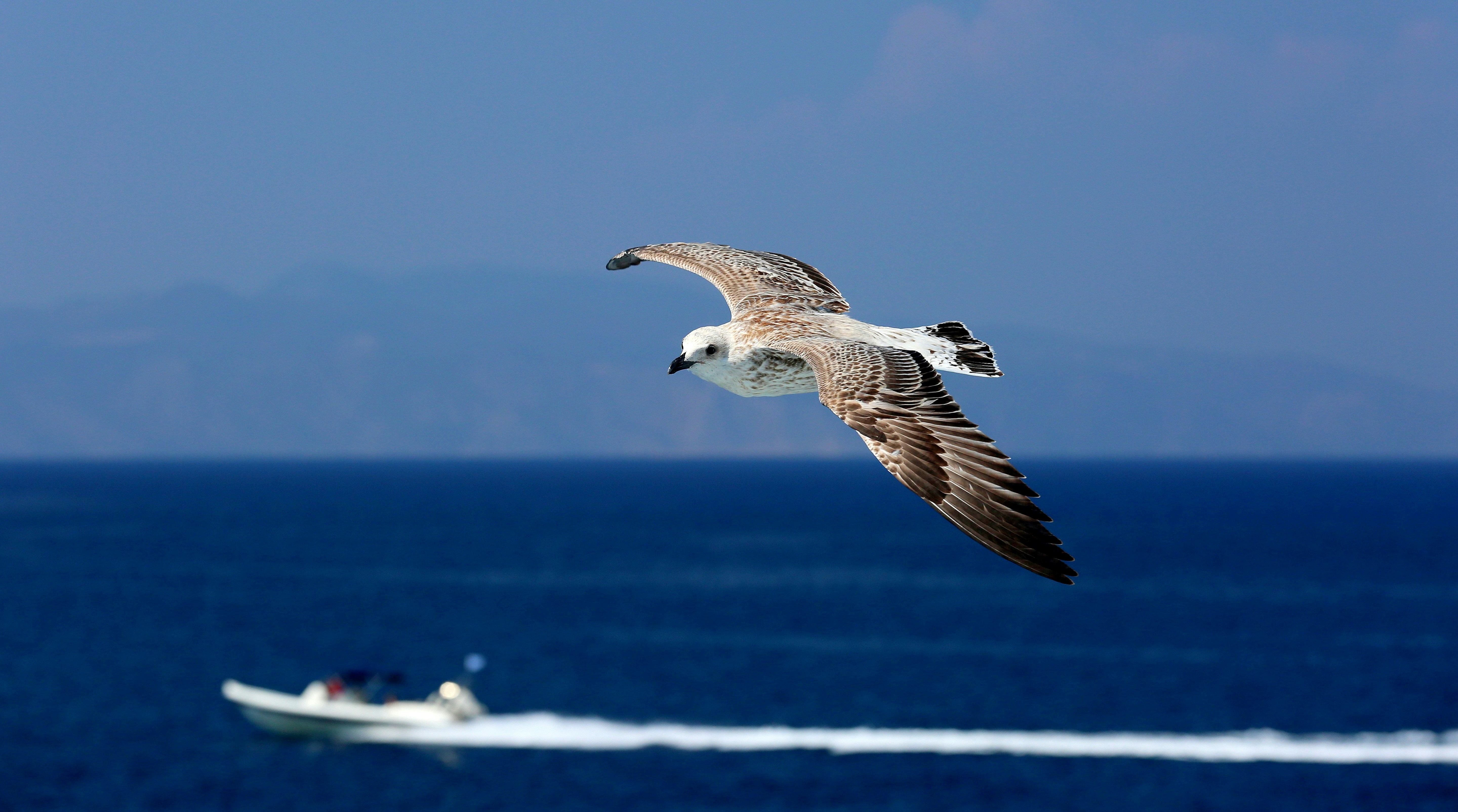 Flight in action on Mediterranean sea. | Seagull flying over the ocean with boat.