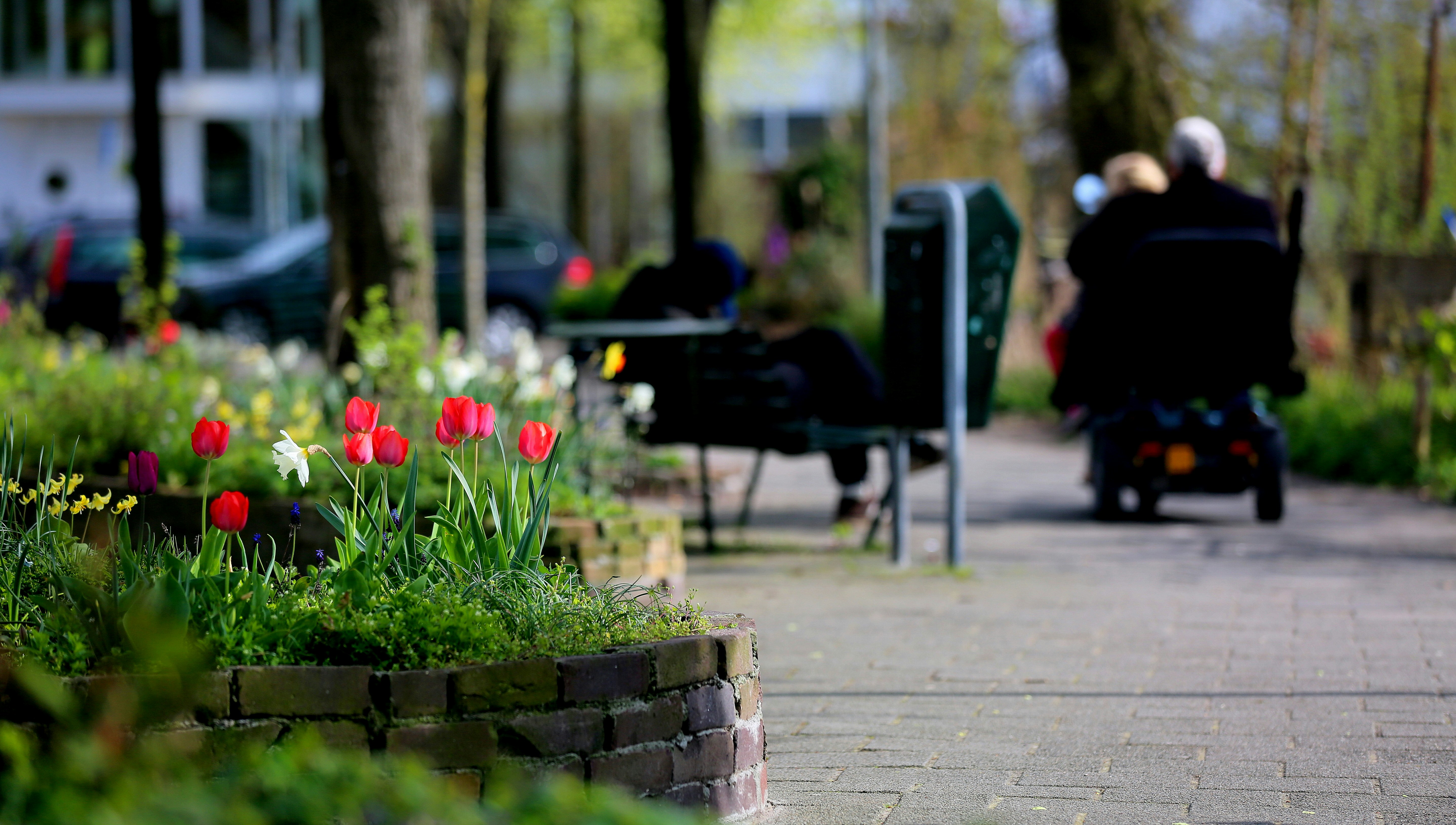 Tulips bloom in Amsterdam | Two people in a mobility scooter outdoors