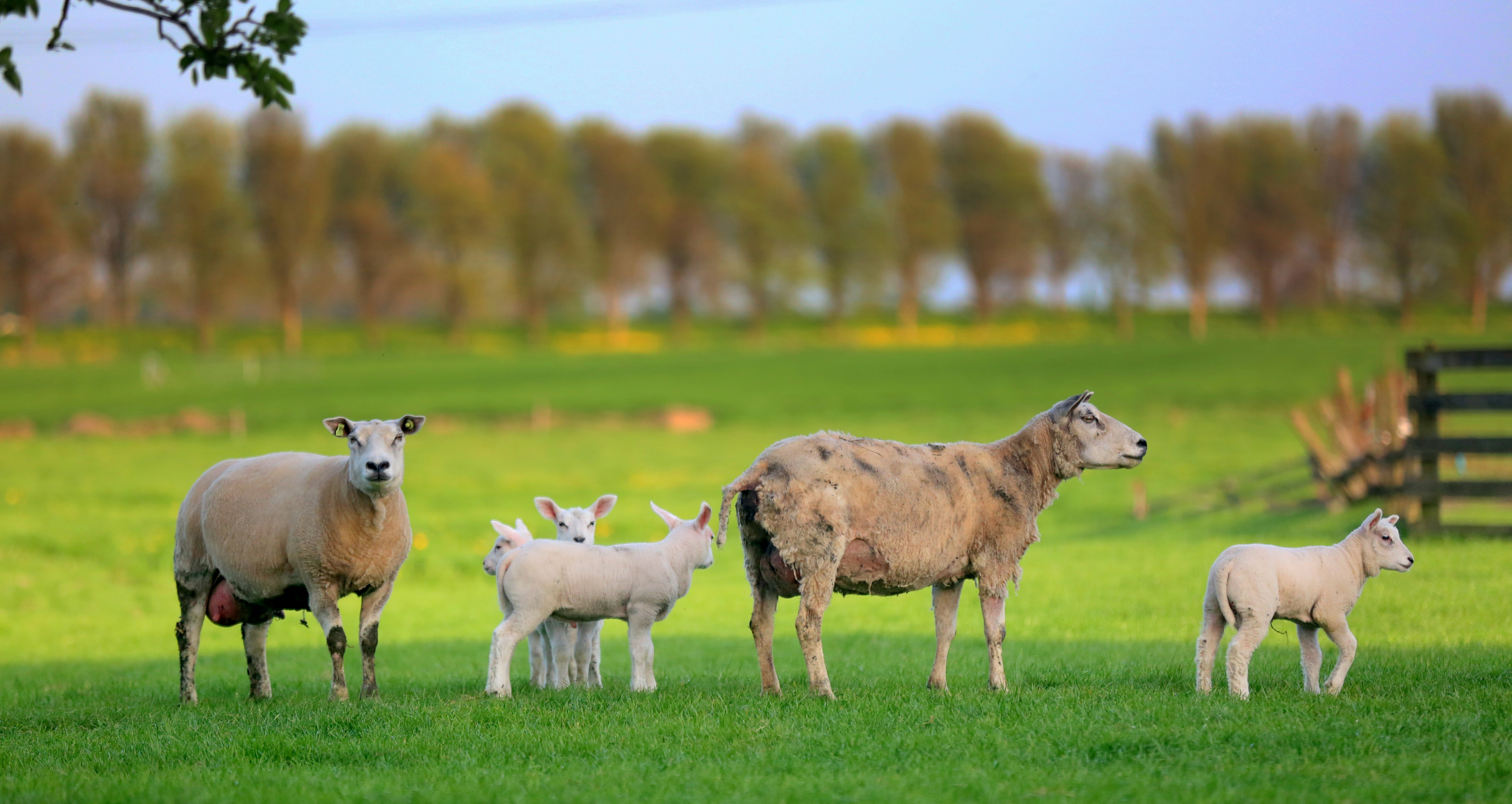 Family of sheeps on a Dutch farm | A flock of sheep and lambs in a green field.