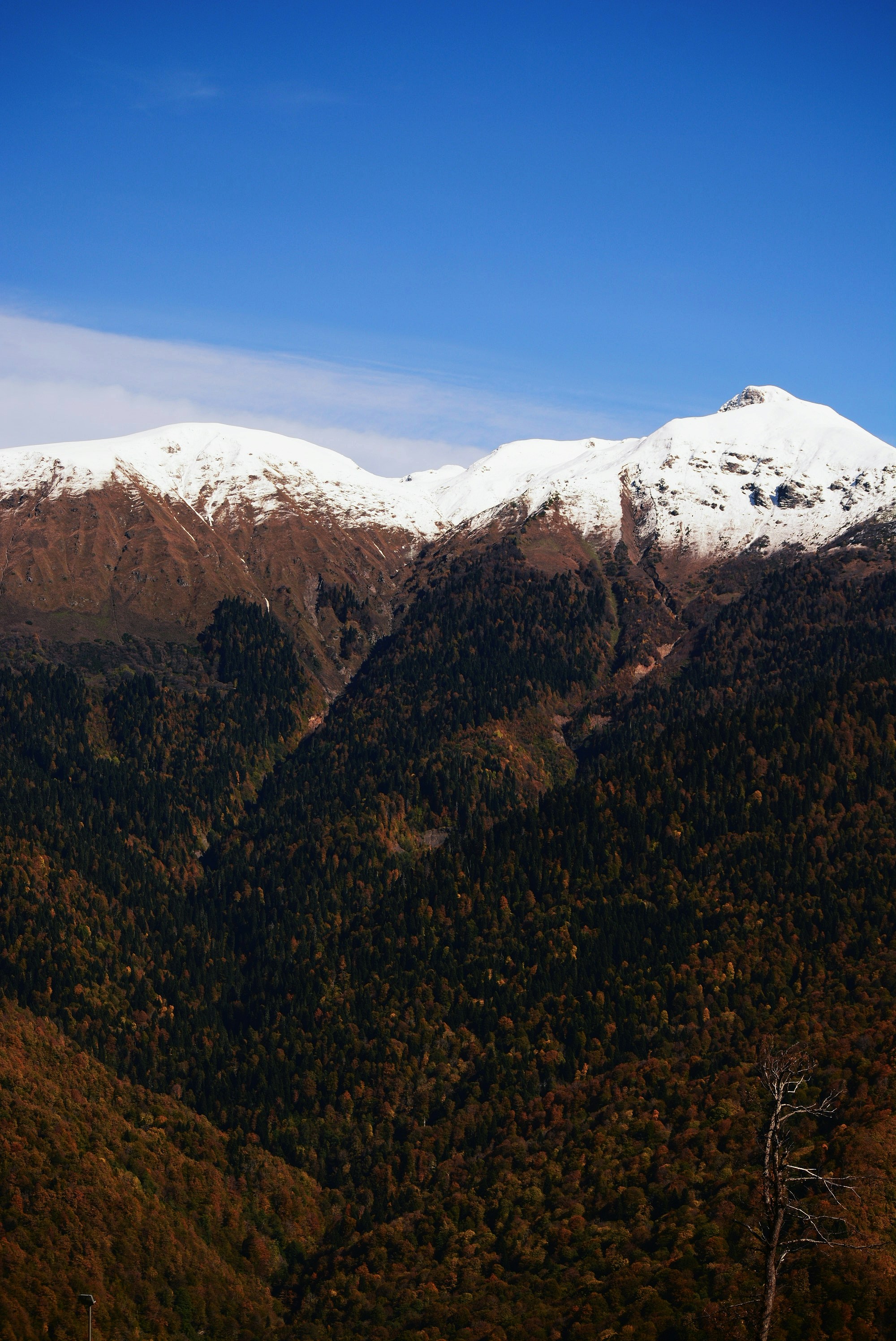 Snow-capped mountains rise above a dense forest.