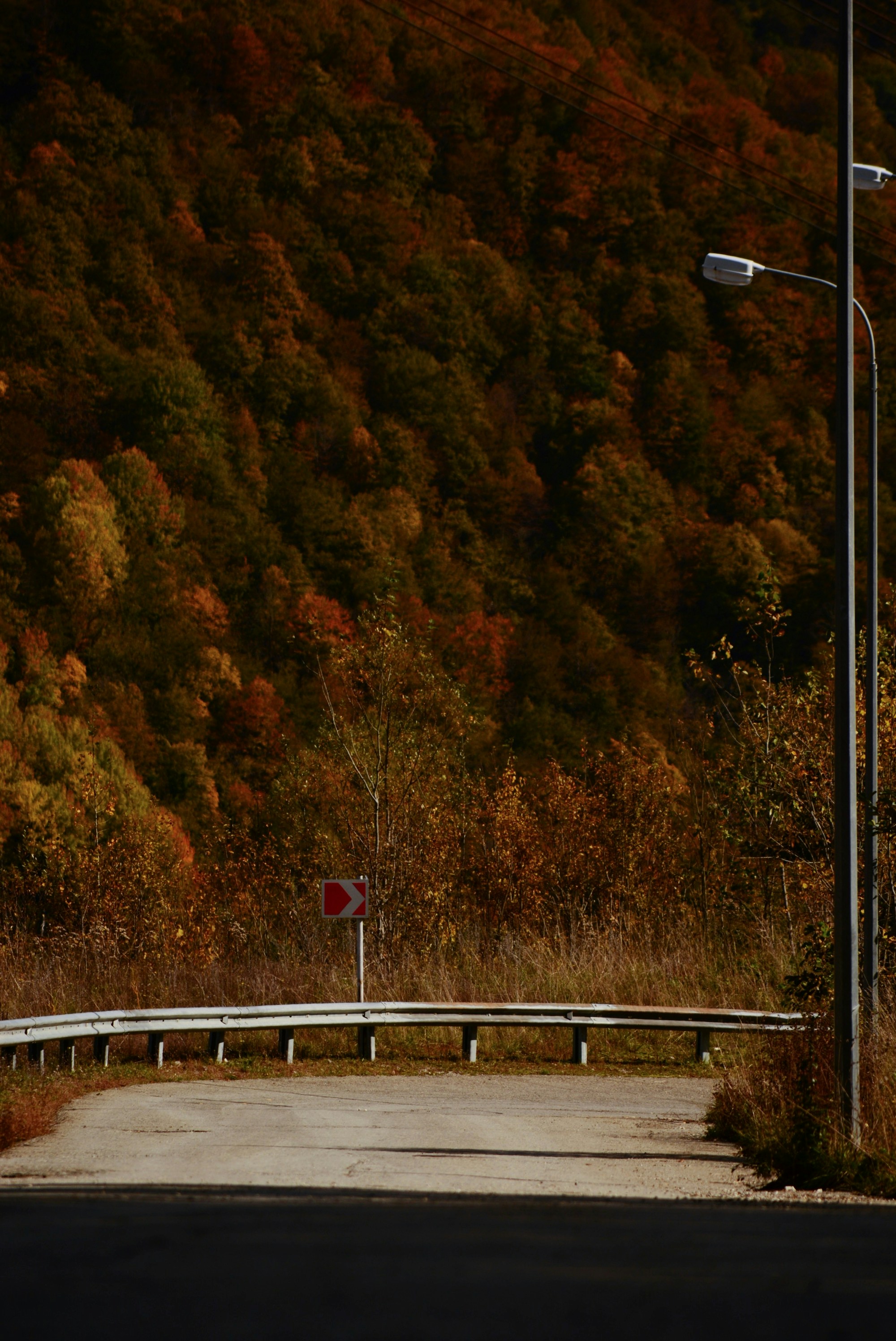 Autumn forest hillside with road and lamppost