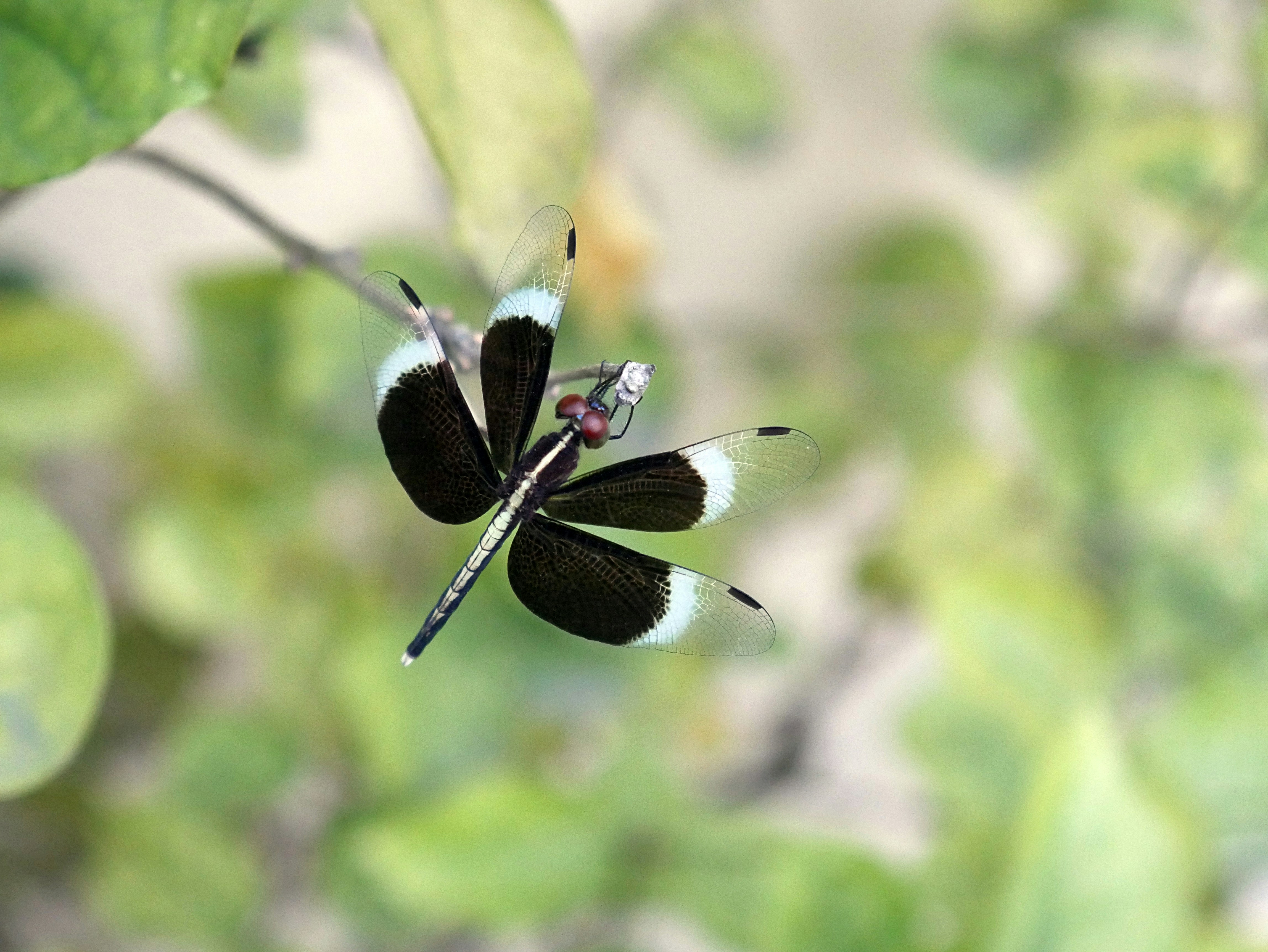 Elegance in Flight: The Dragonfly's Dance