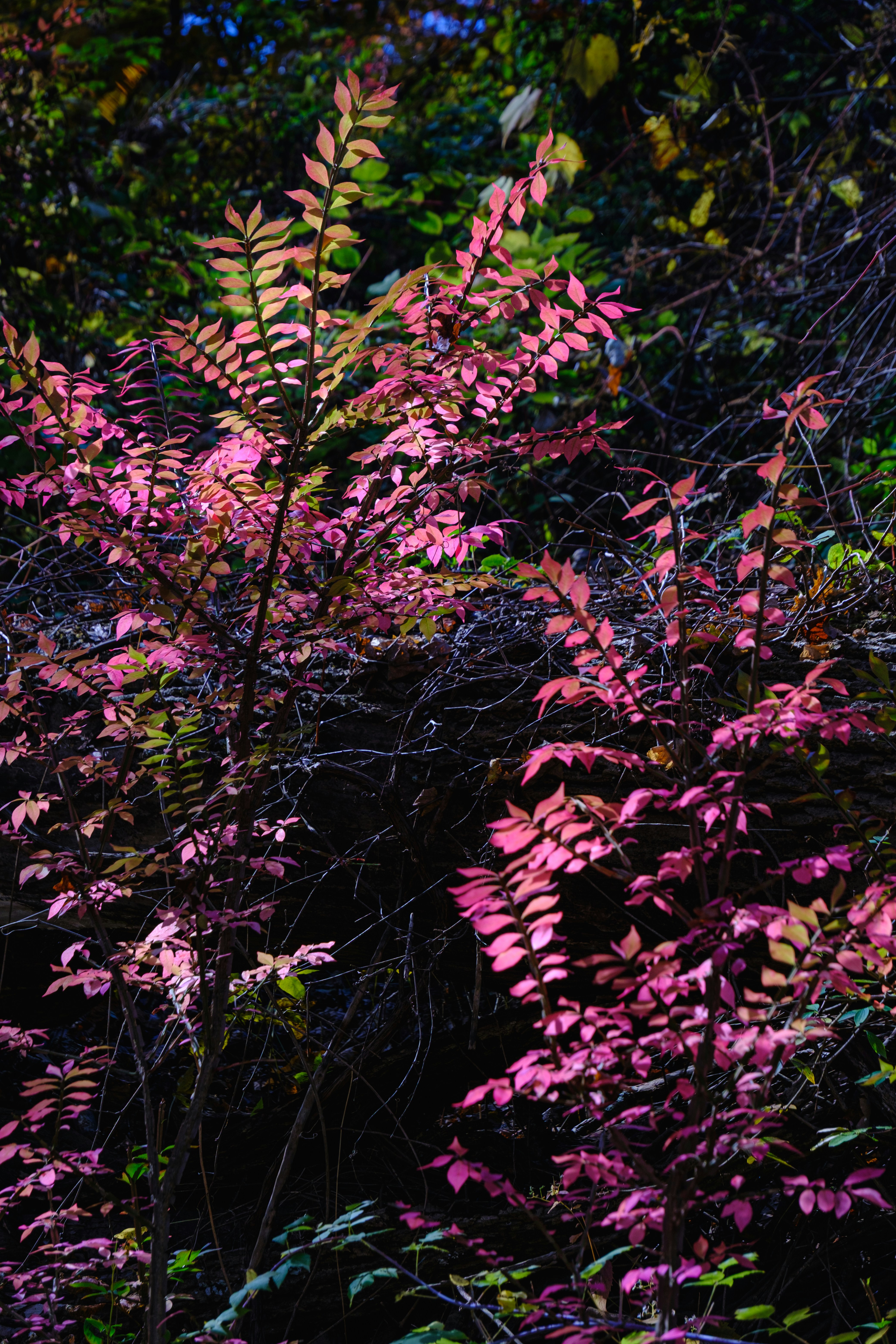 Pink leaves illuminated by sunlight in a forest.