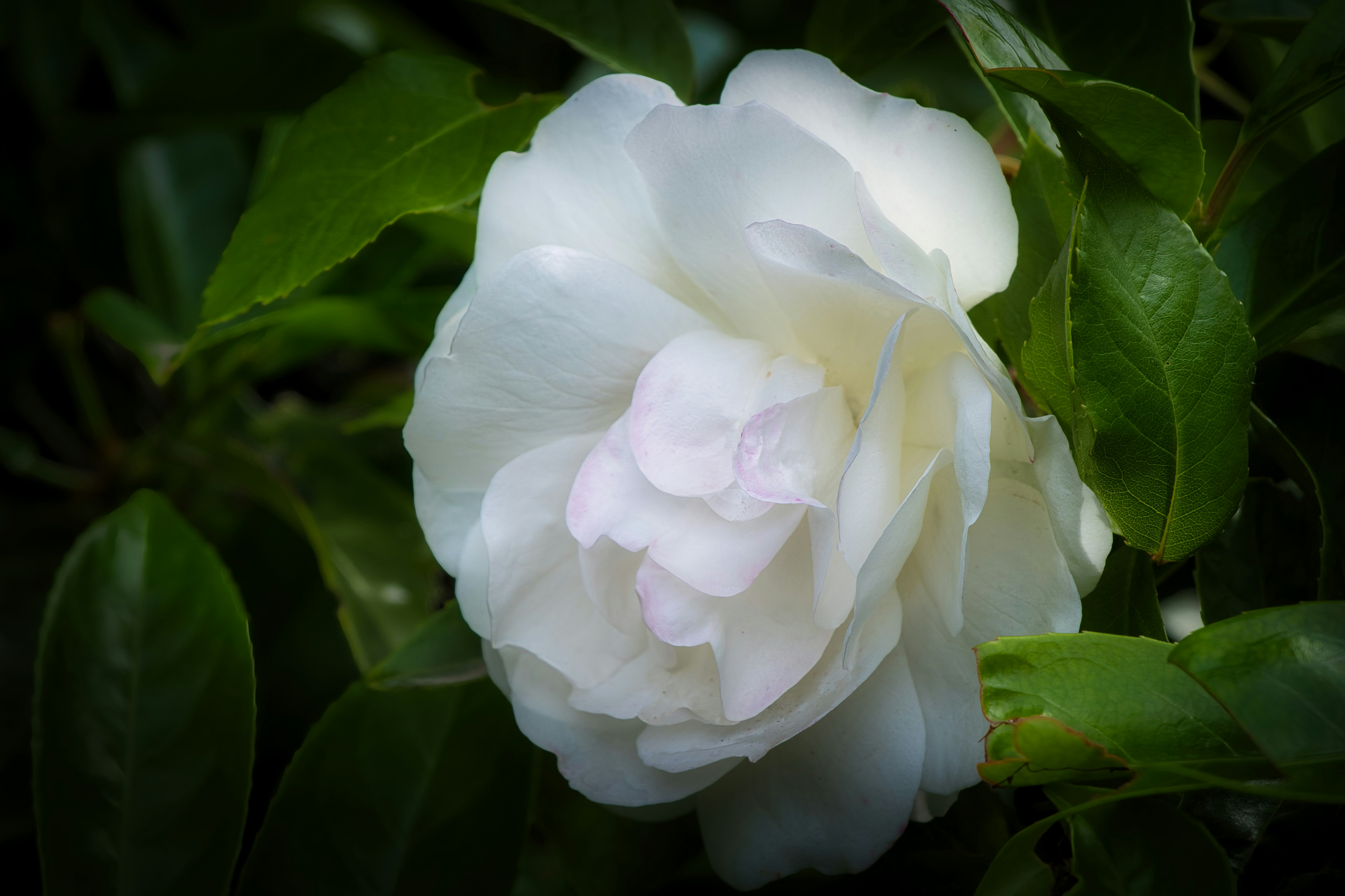 Whispers of Elegance: The Camellia's Soft Embrace
