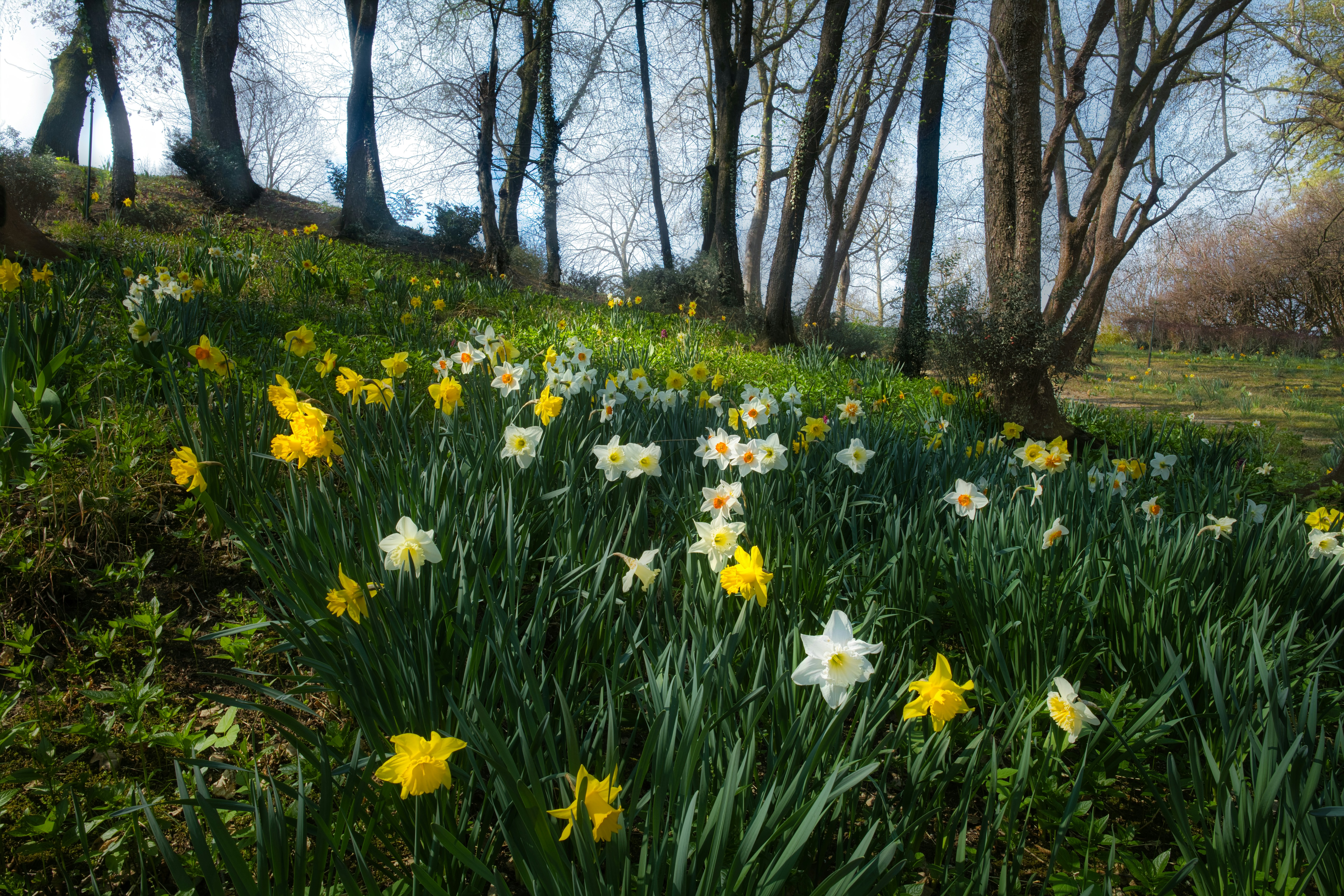 Whispers of Spring: A Floral Tapestry