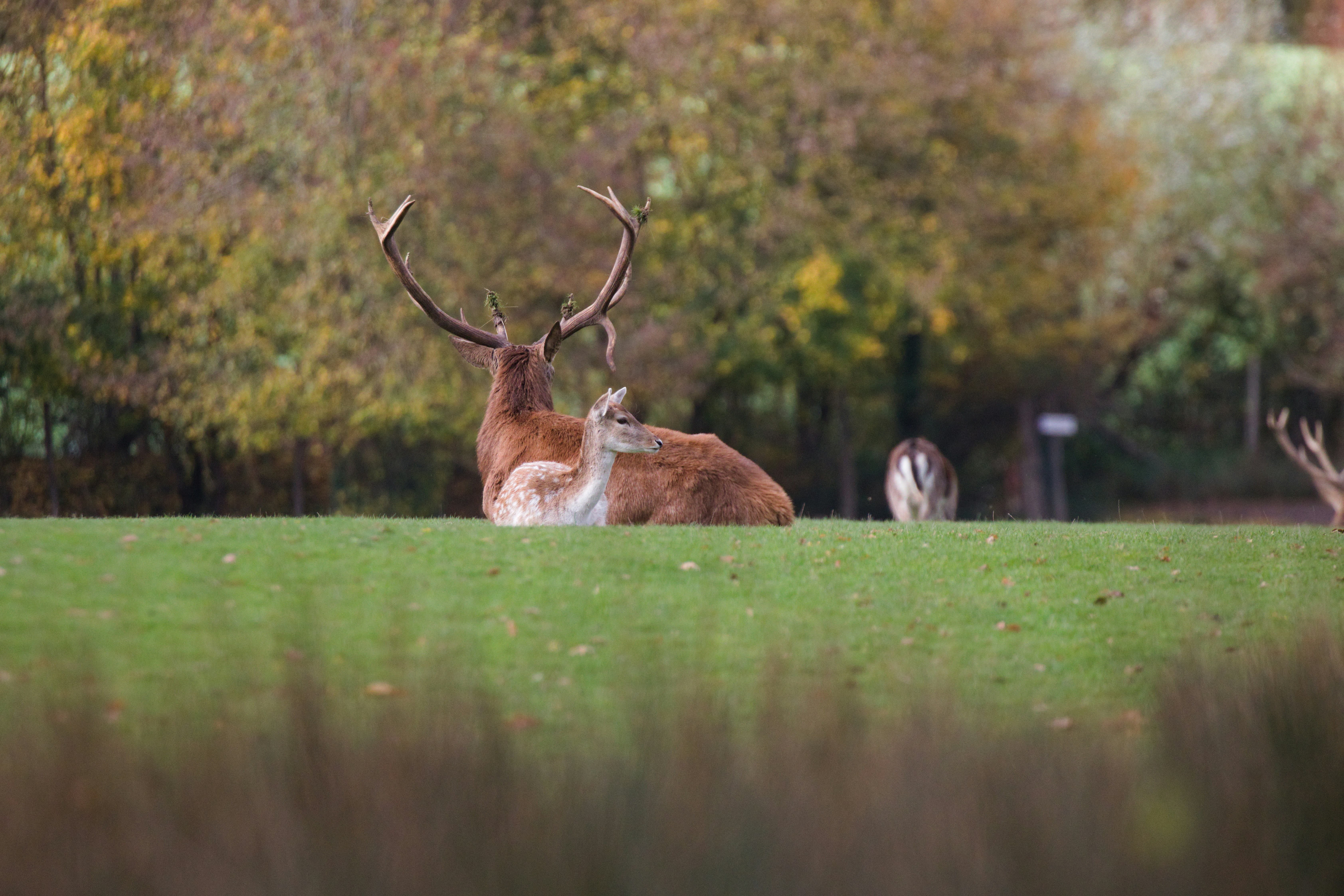 Serene Companionship in Nature's Embrace