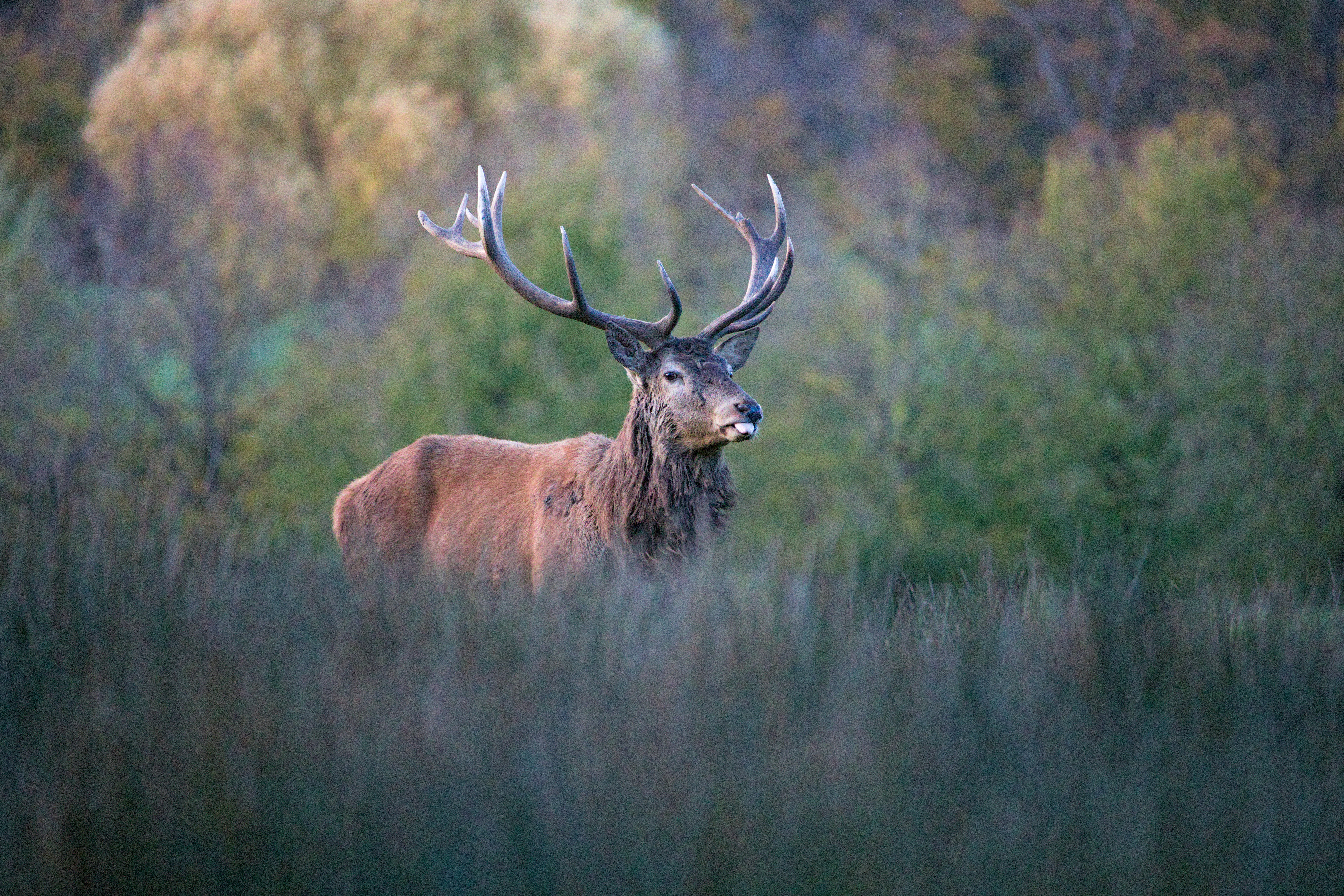 This guy gave me the old :P and then ran away! | Majestic stag with large antlers in a grassy field.