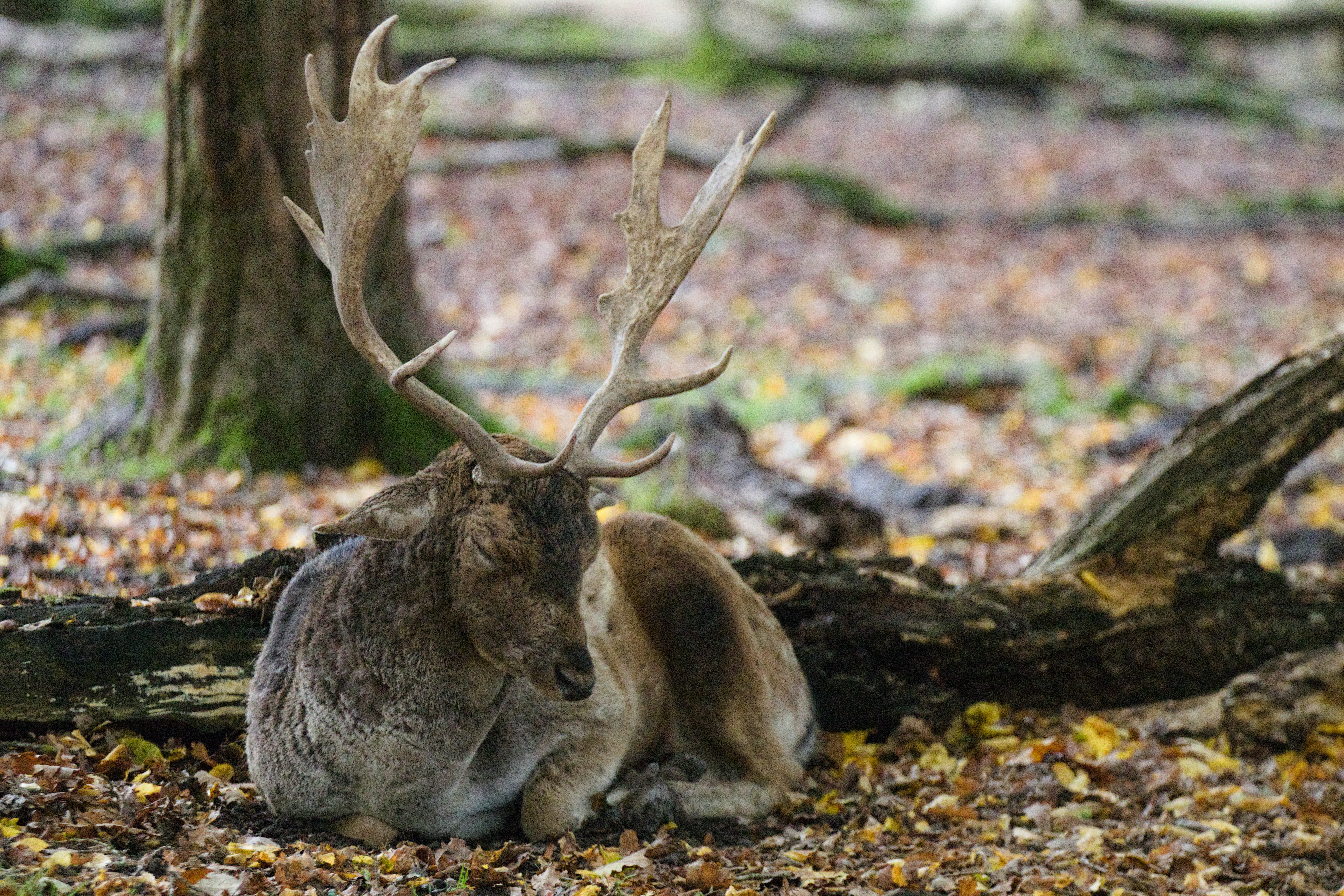 Antlered Quietude: Resting Stag Amid Autumn Leaf Bed