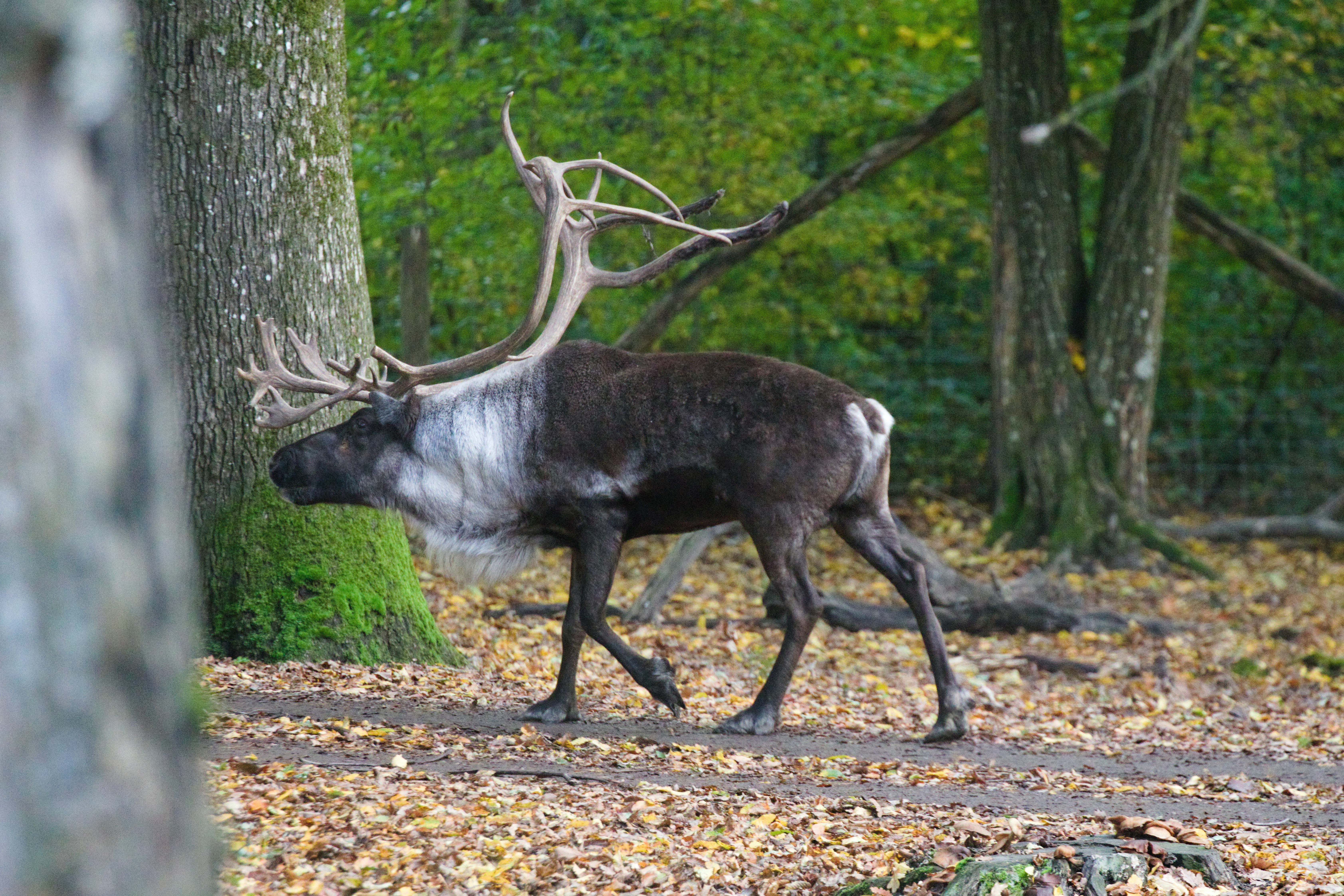 Majestic Wanderer of the Forest