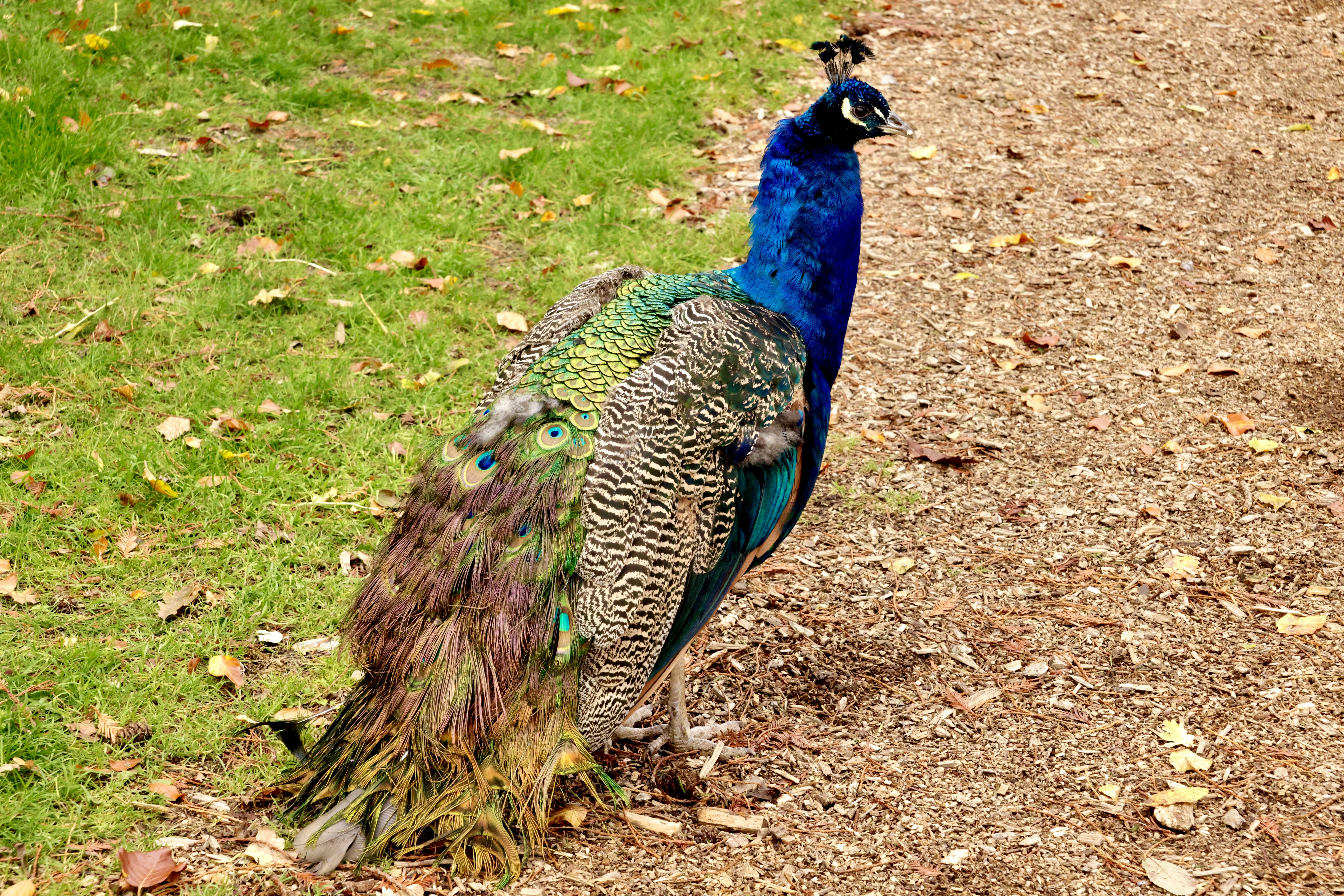 A peacock stands on a dirt path next to grass.