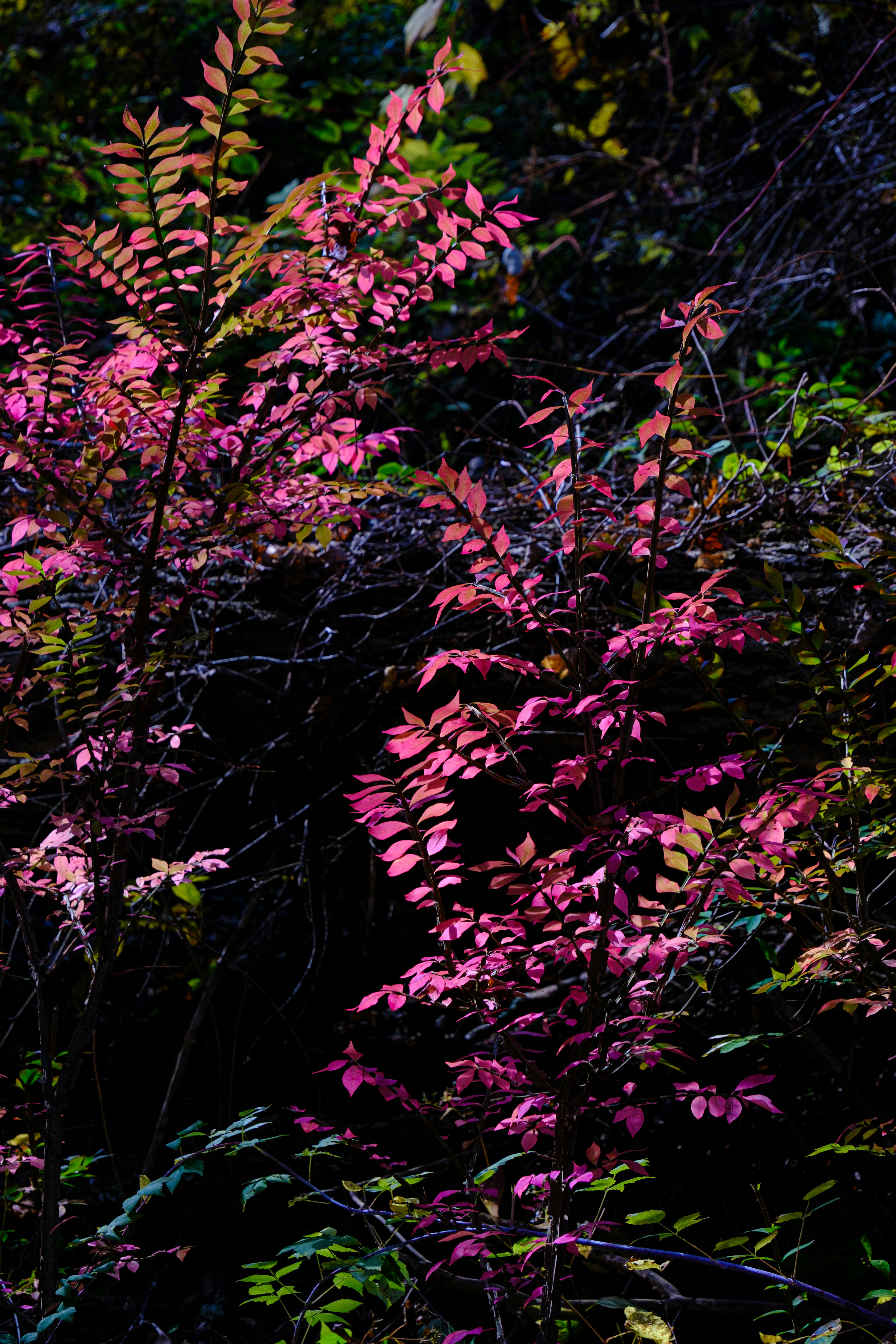 Vibrant pink and green foliage contrasts against a dark background, highlighting the beauty of autumn leaves. The intricate details of the leaves create a captivating visual experience.
