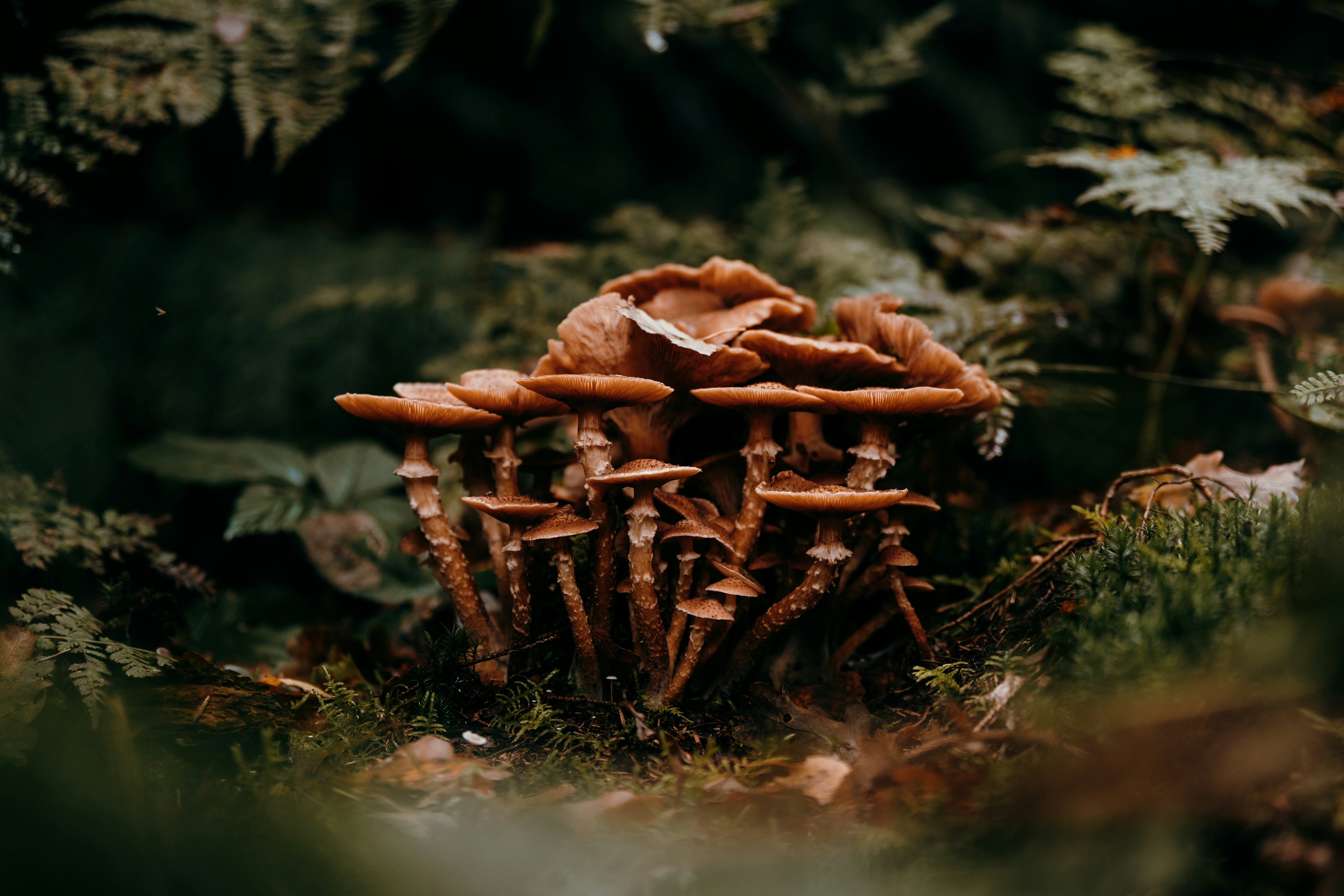 Whispers of the Forest Floor