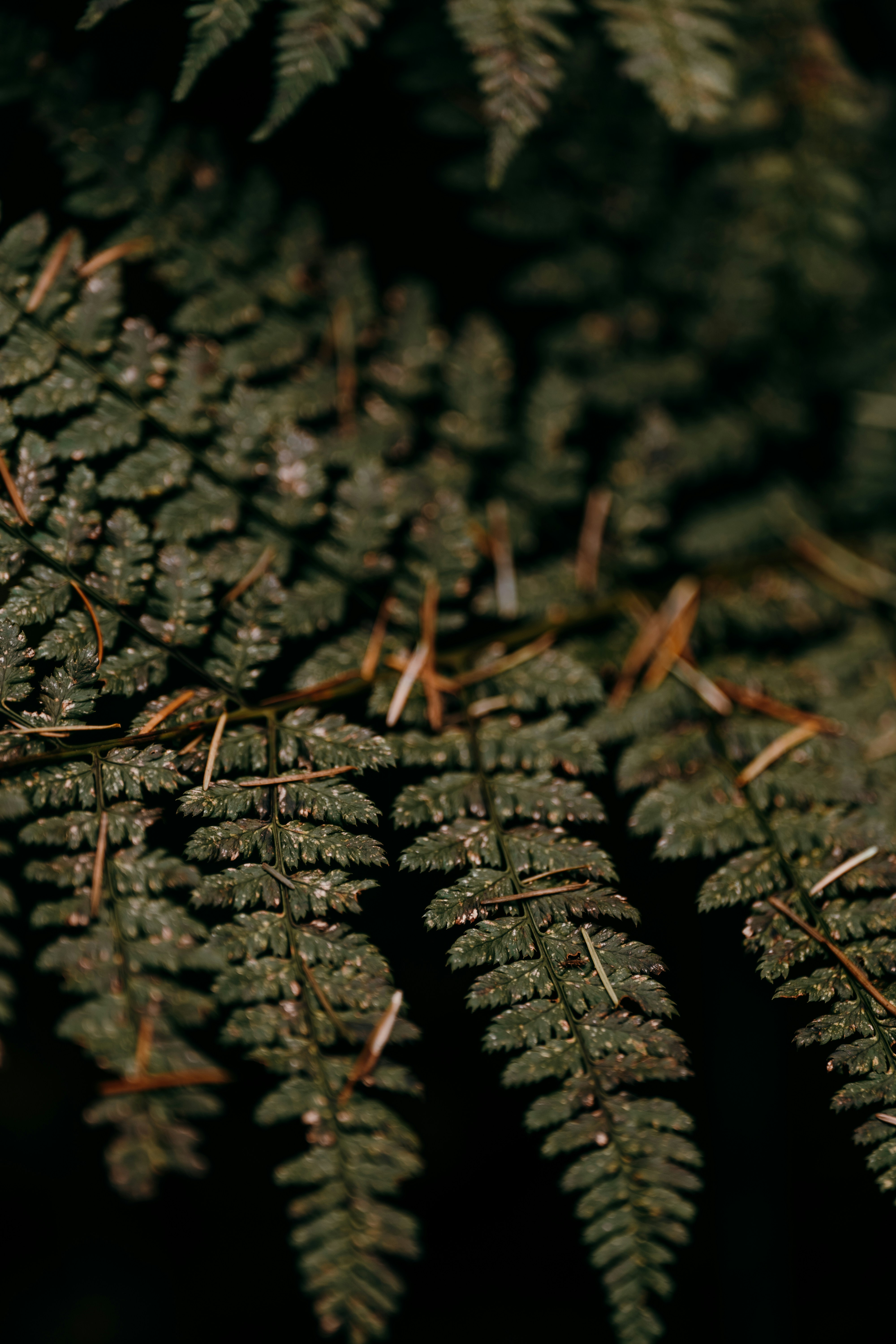 Details. | Close-up of dark green fern fronds with brown needles.