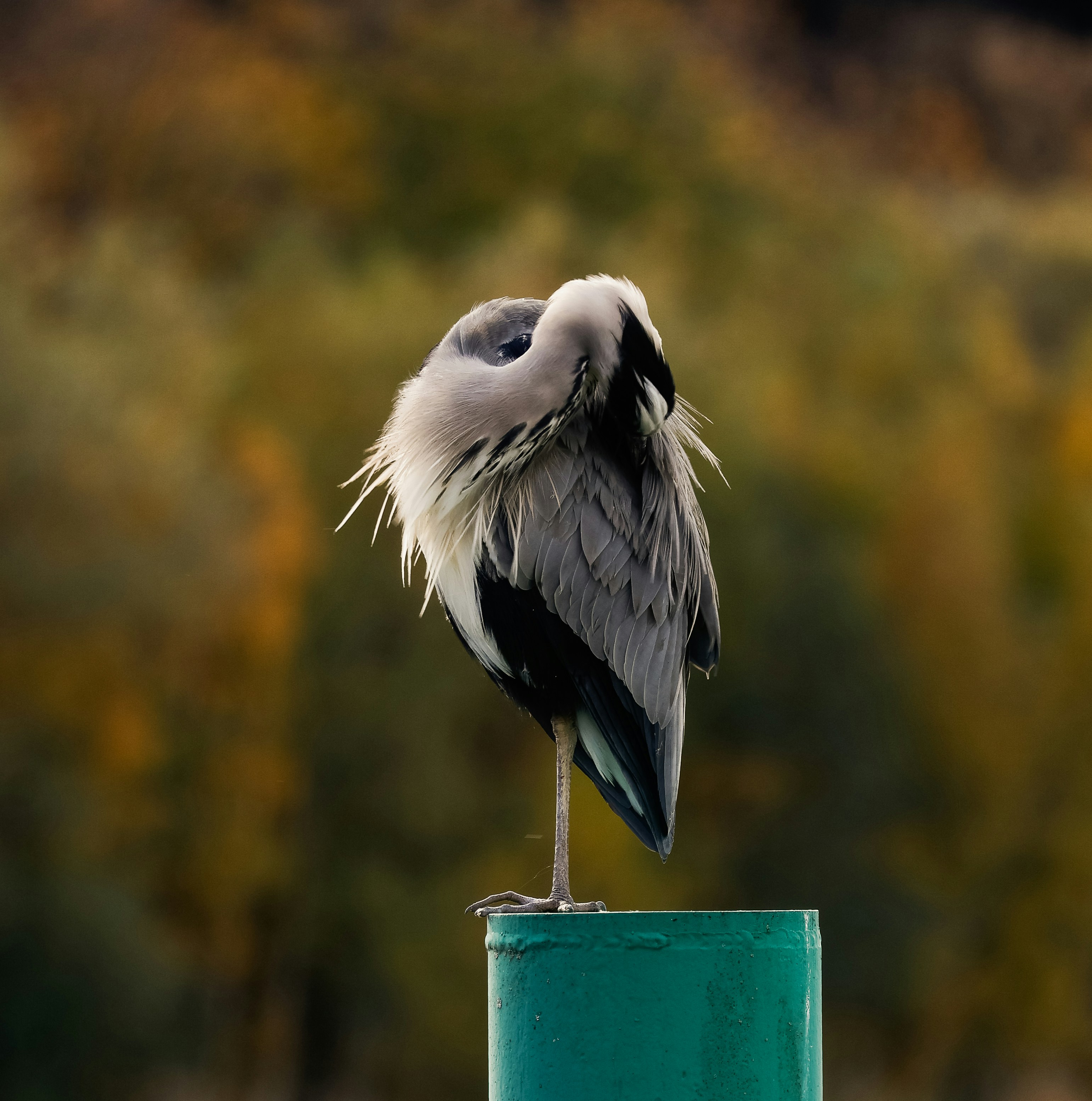 A grey heron preens its feathers on a green post.