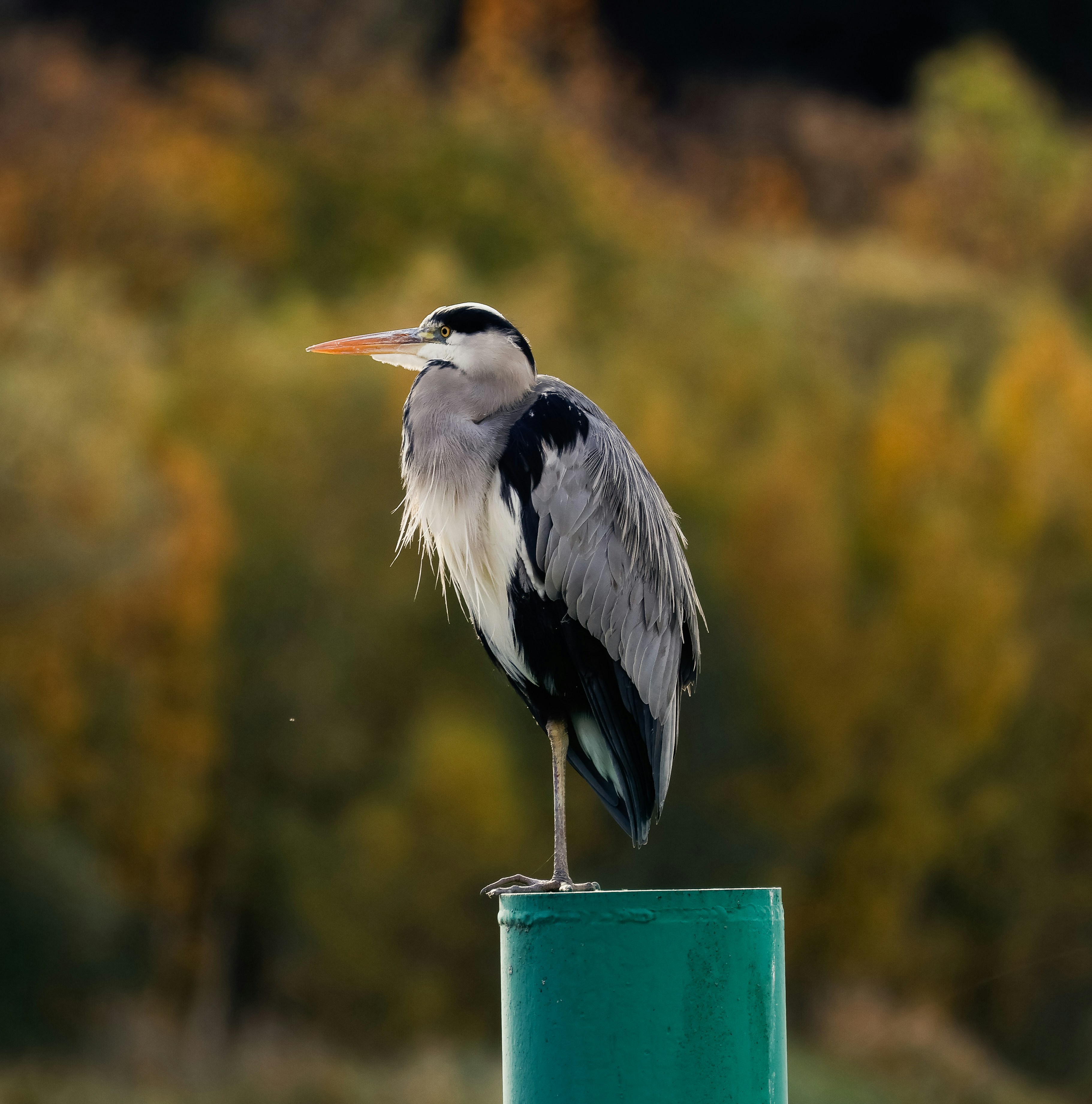 Grey heron standing on a green post