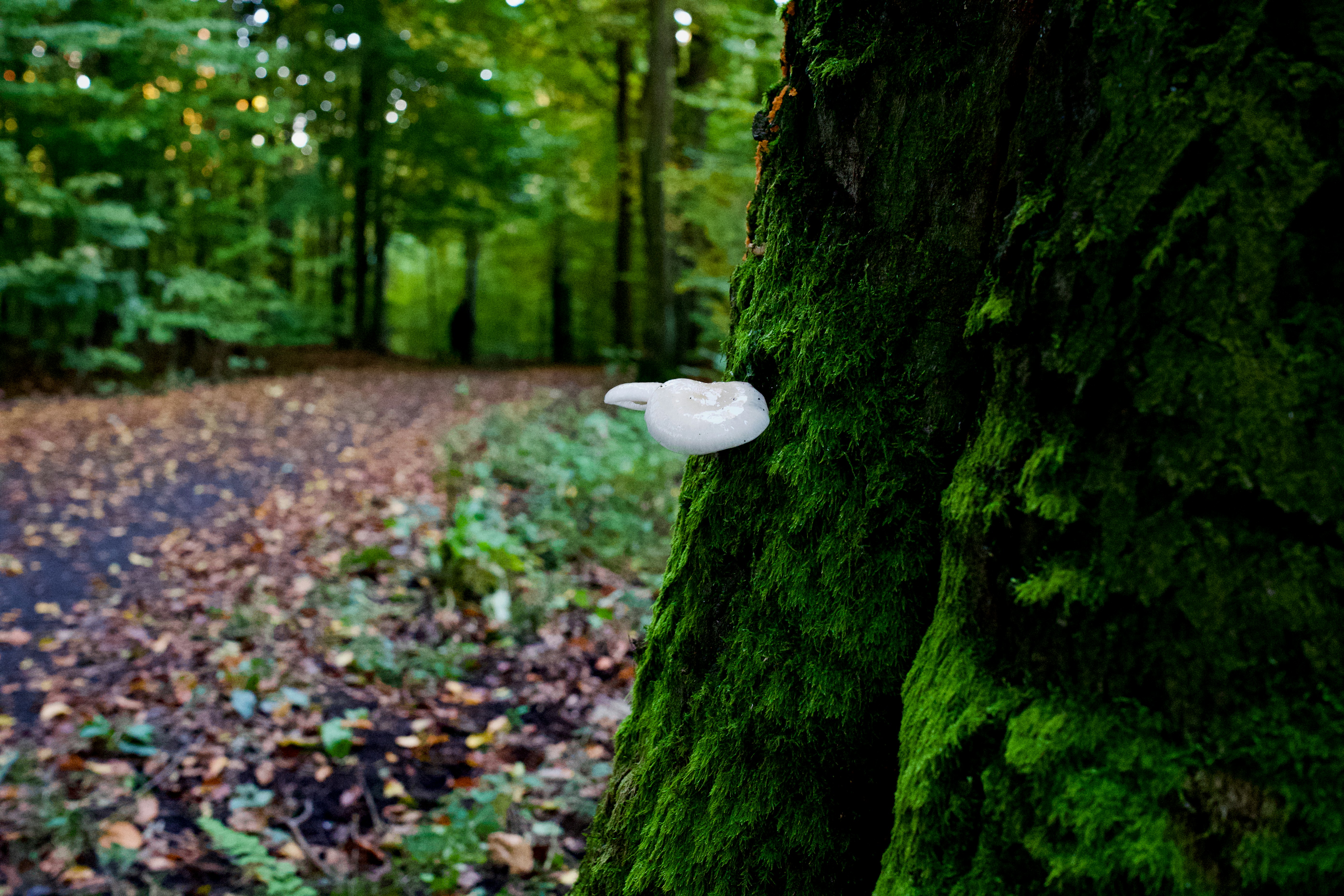 Nature's Subtle Sculptor: The Enigmatic Fungus