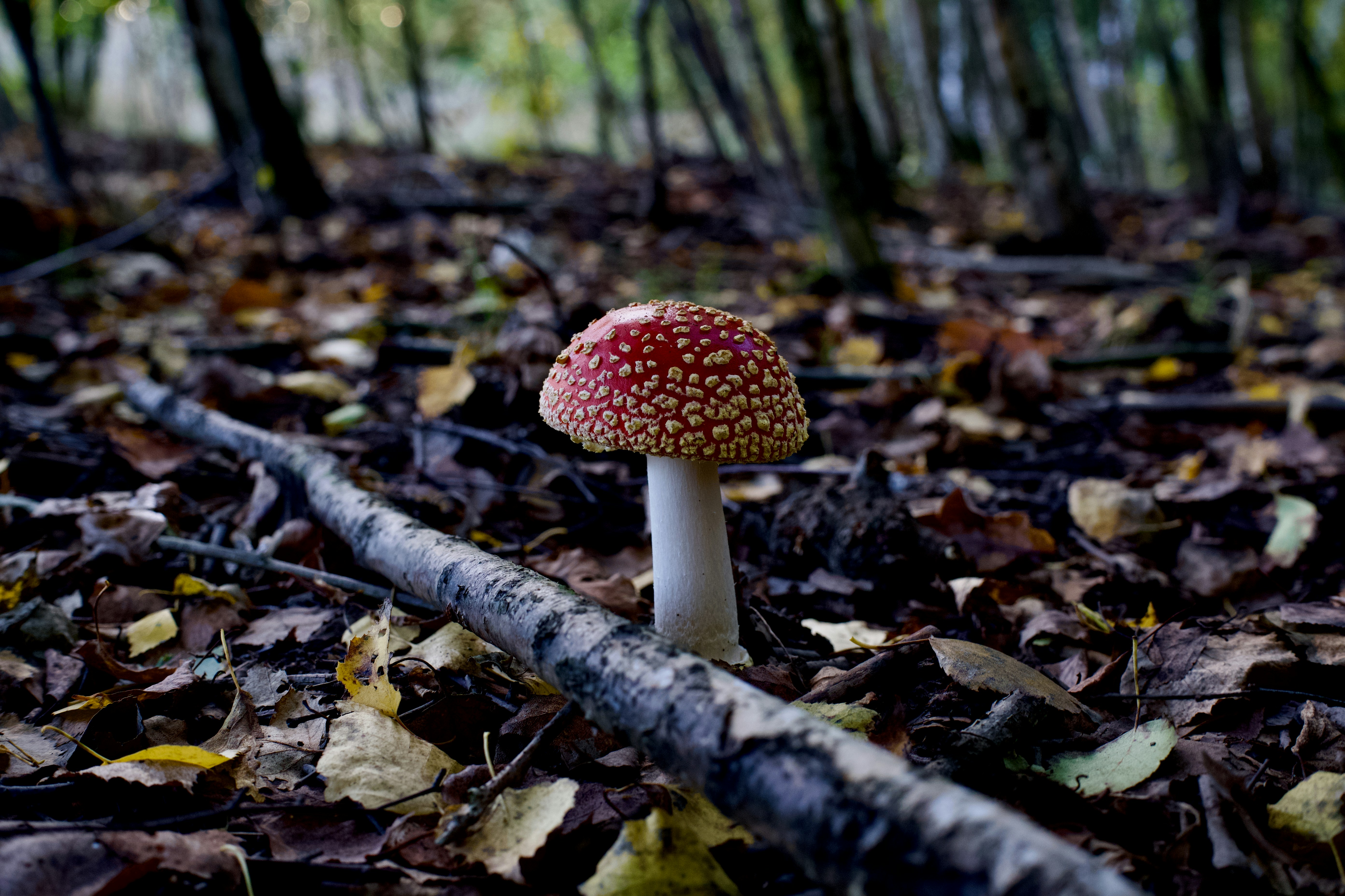 A single red mushroom stands in a forest.