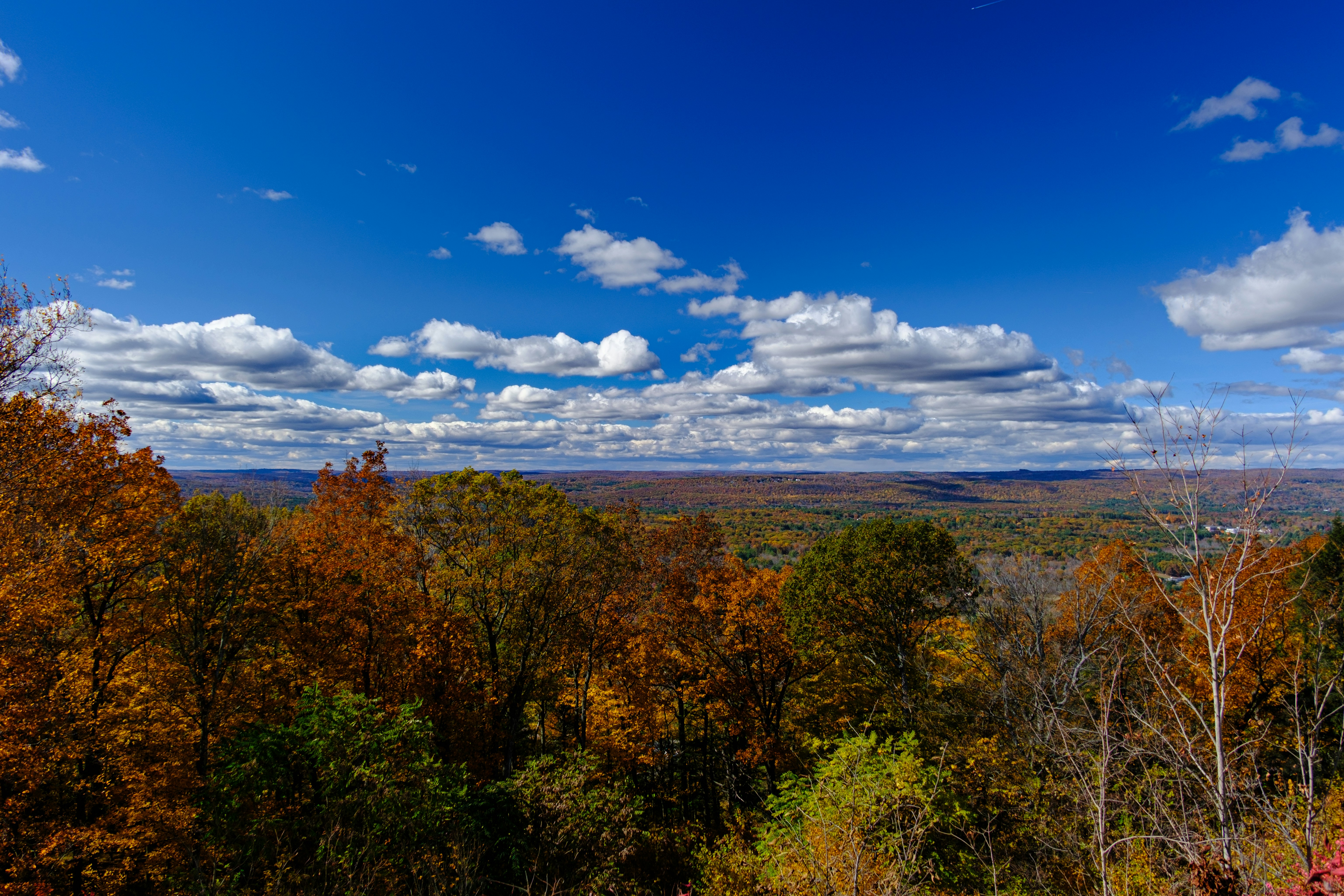 Autumn trees under a bright blue sky with clouds