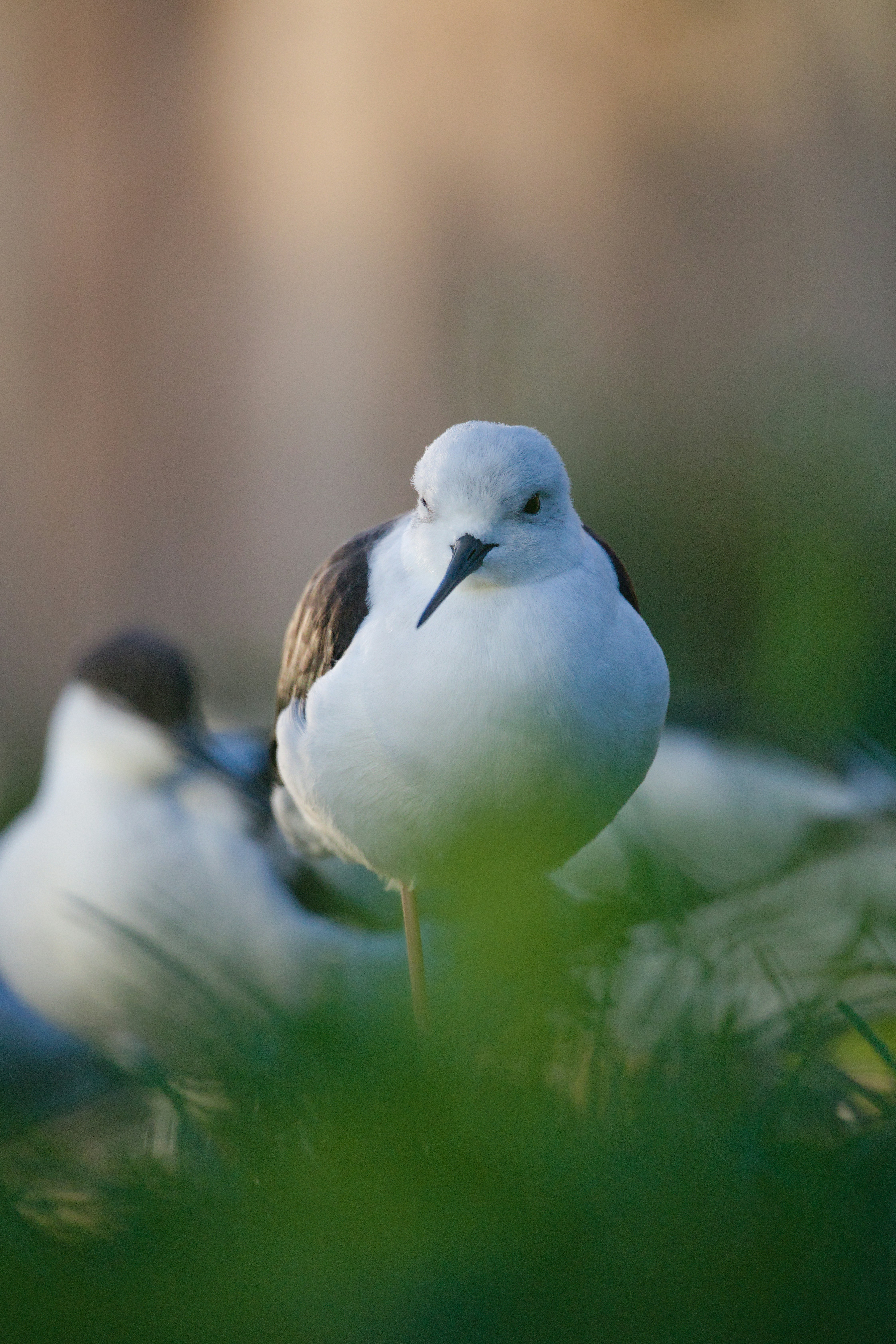 A close-up of a stilt bird standing among lush greenery, showcasing its delicate features and attentive expression.