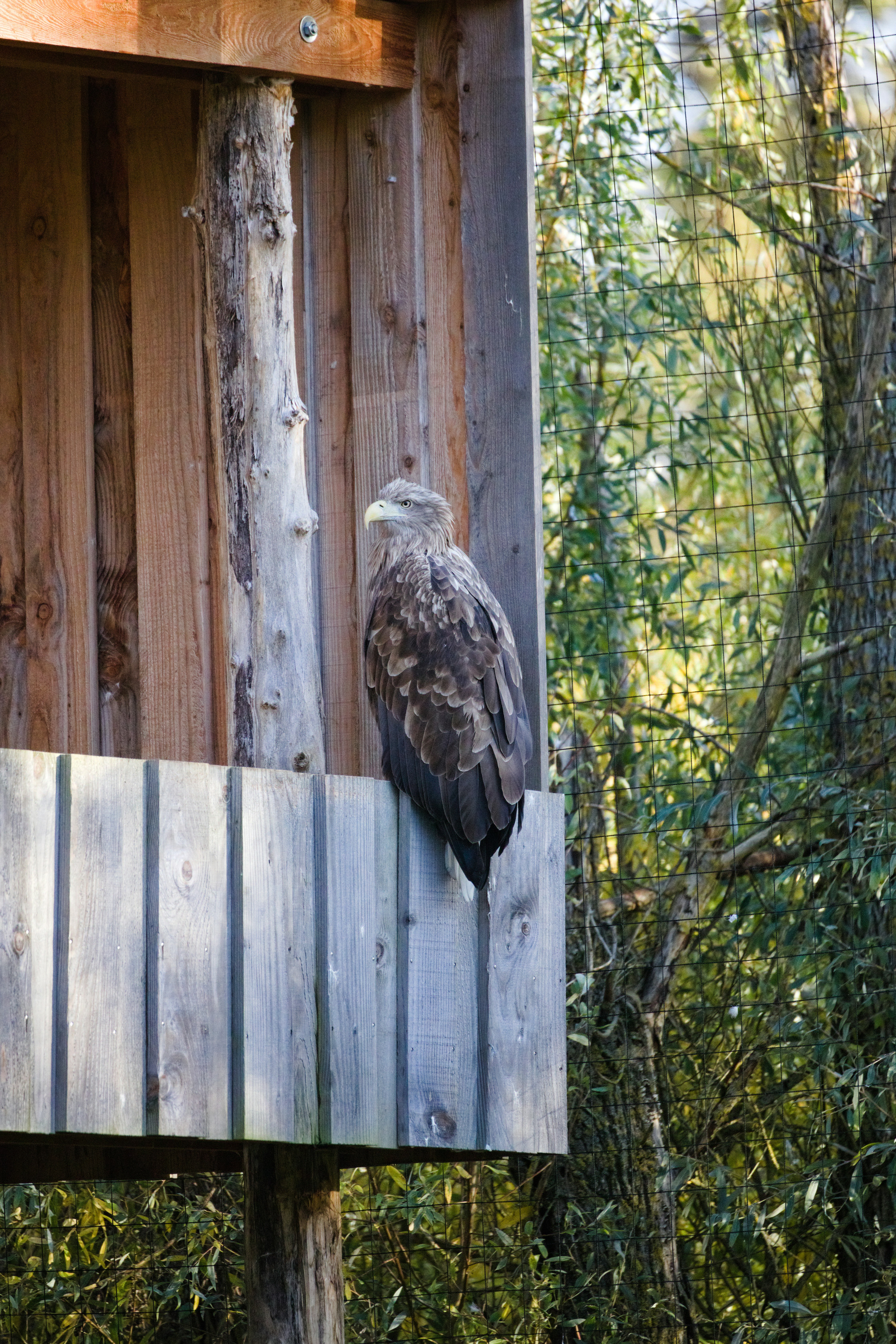 Majestic Sentinel: The Eagle's Perch