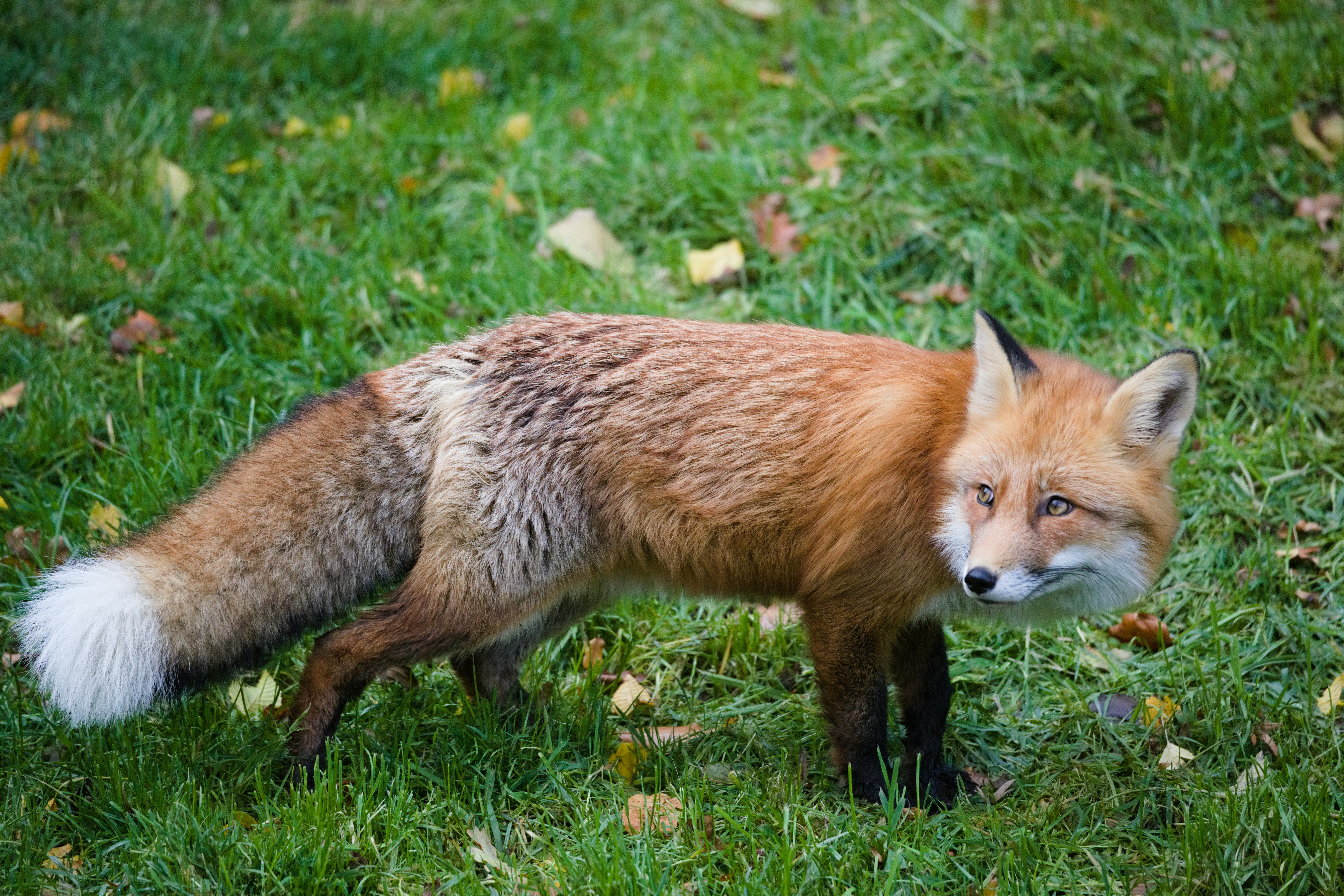 A red fox stands in green grass with fallen leaves.