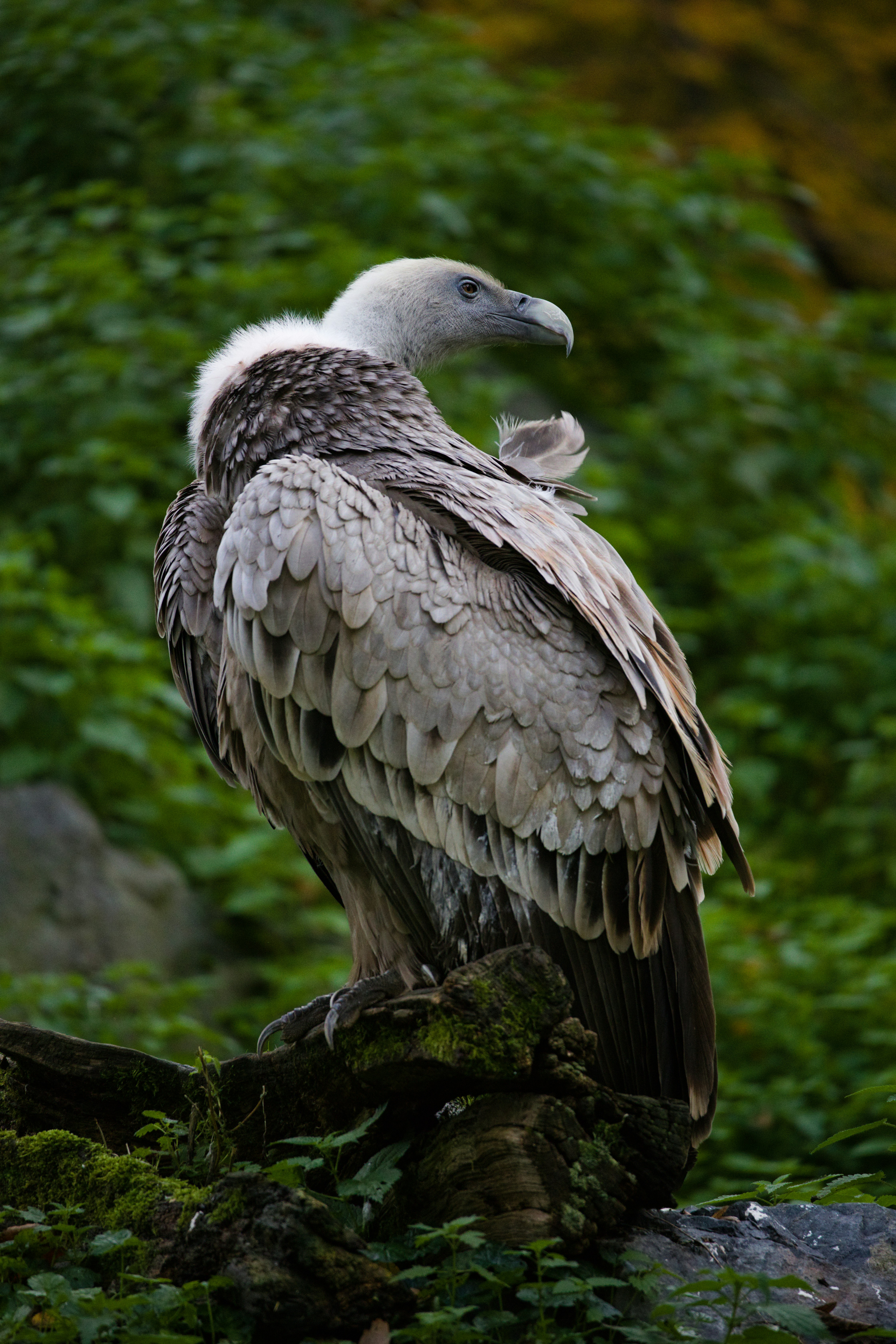 Majestic Sentinel of the Skies
