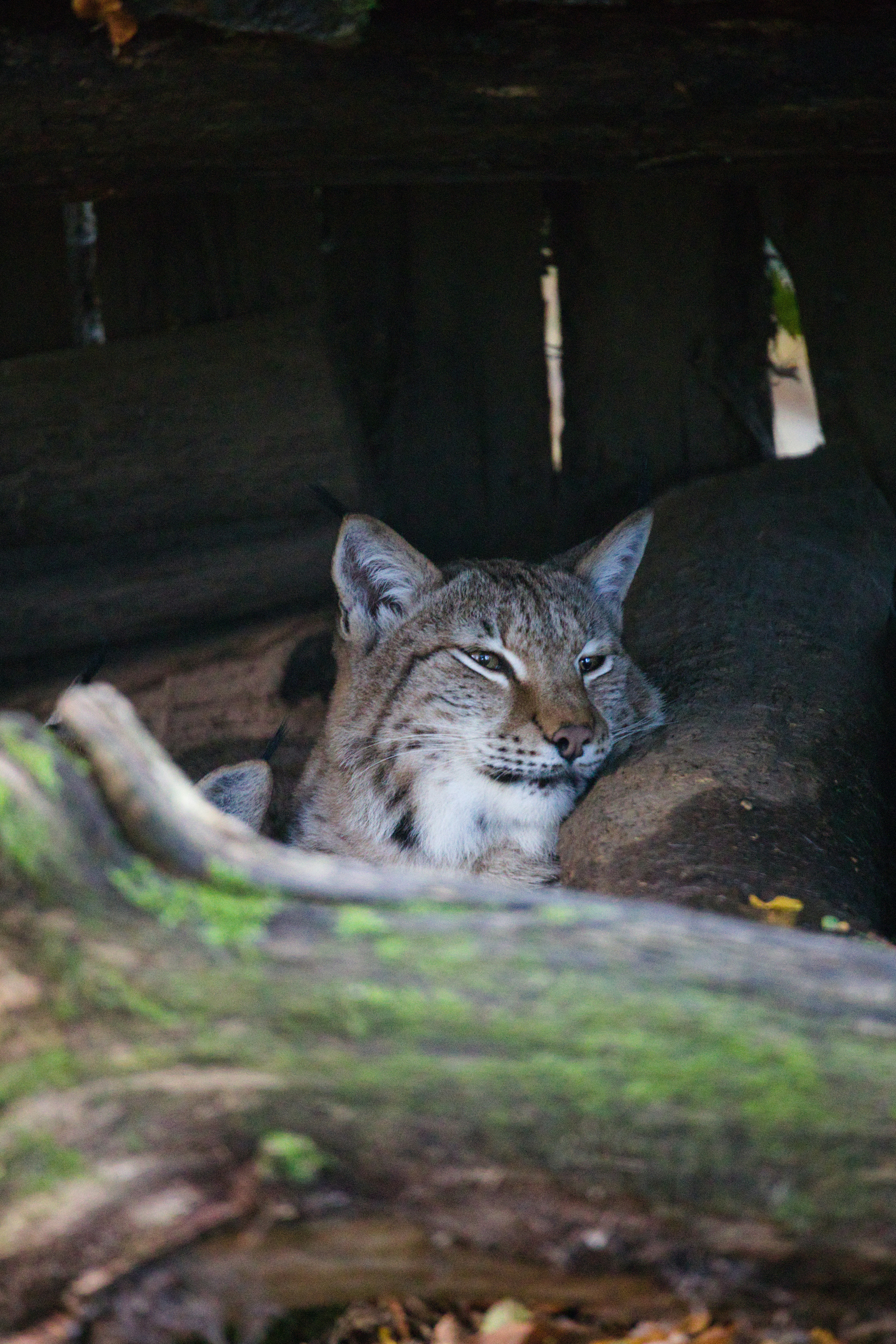 The Serene Watcher in the Woodland Shadows