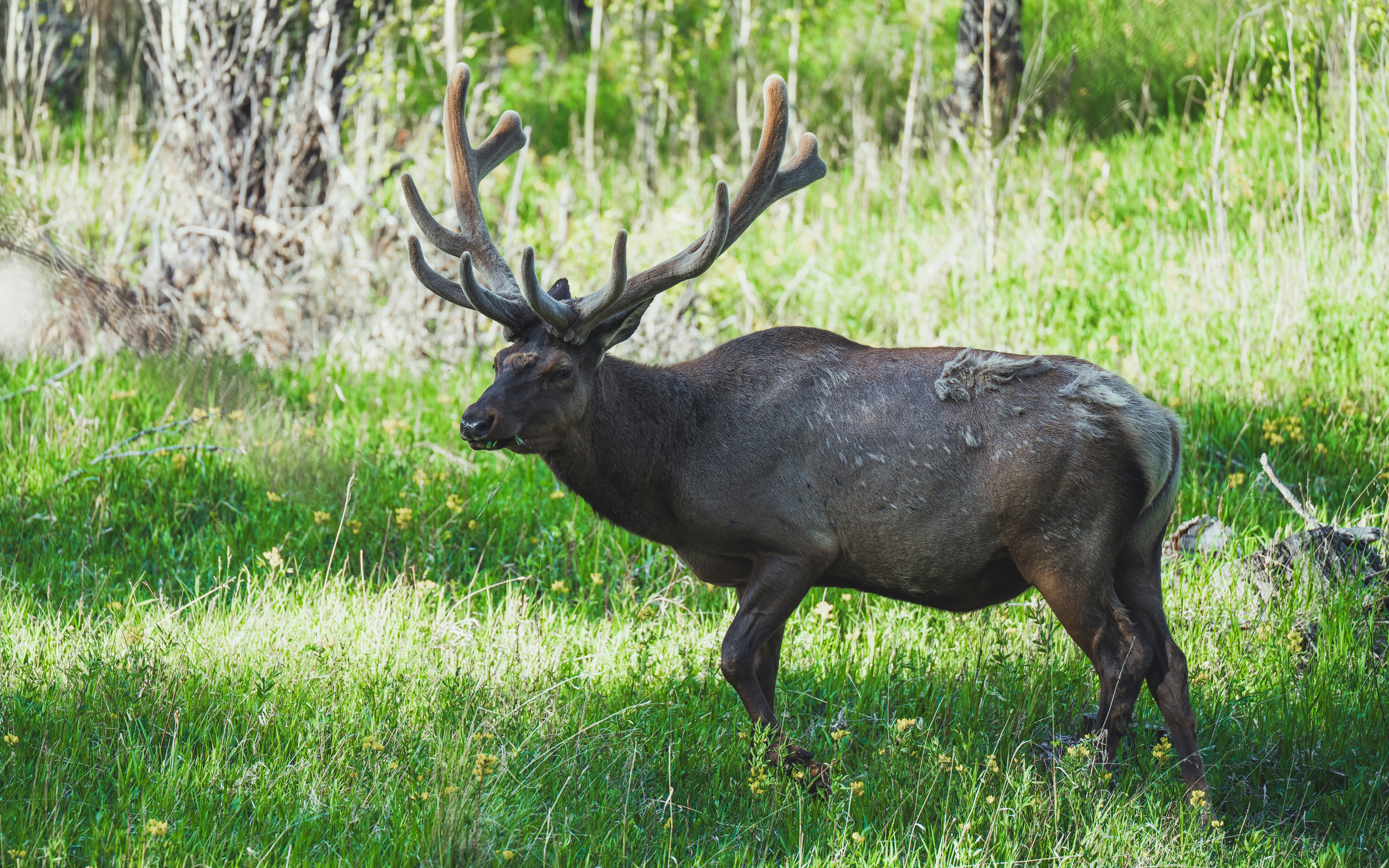 Elk in Rocky Mountain National Park | A large elk with impressive antlers walking in grass.