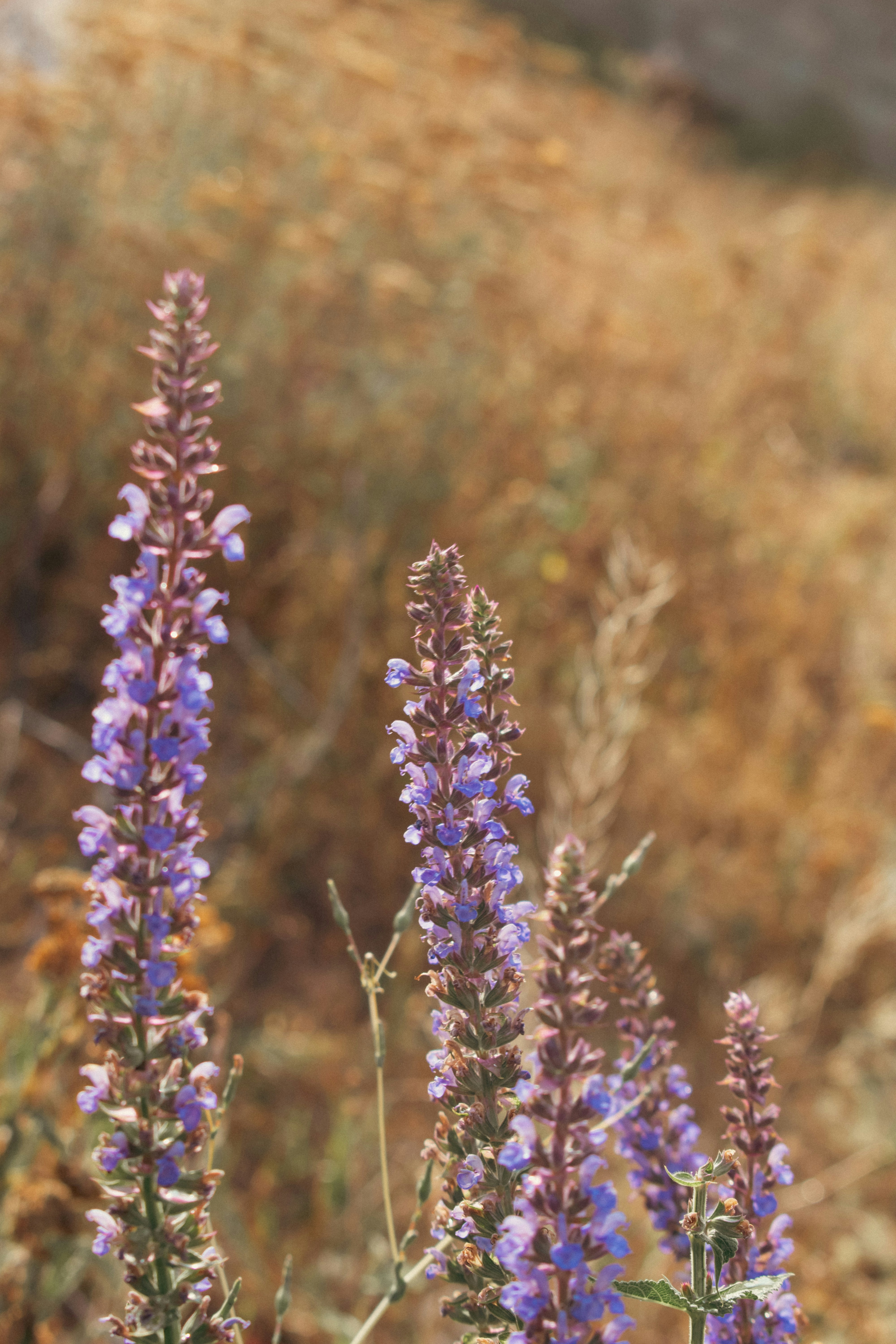 Purple wildflowers bloom on a dry, grassy hillside.