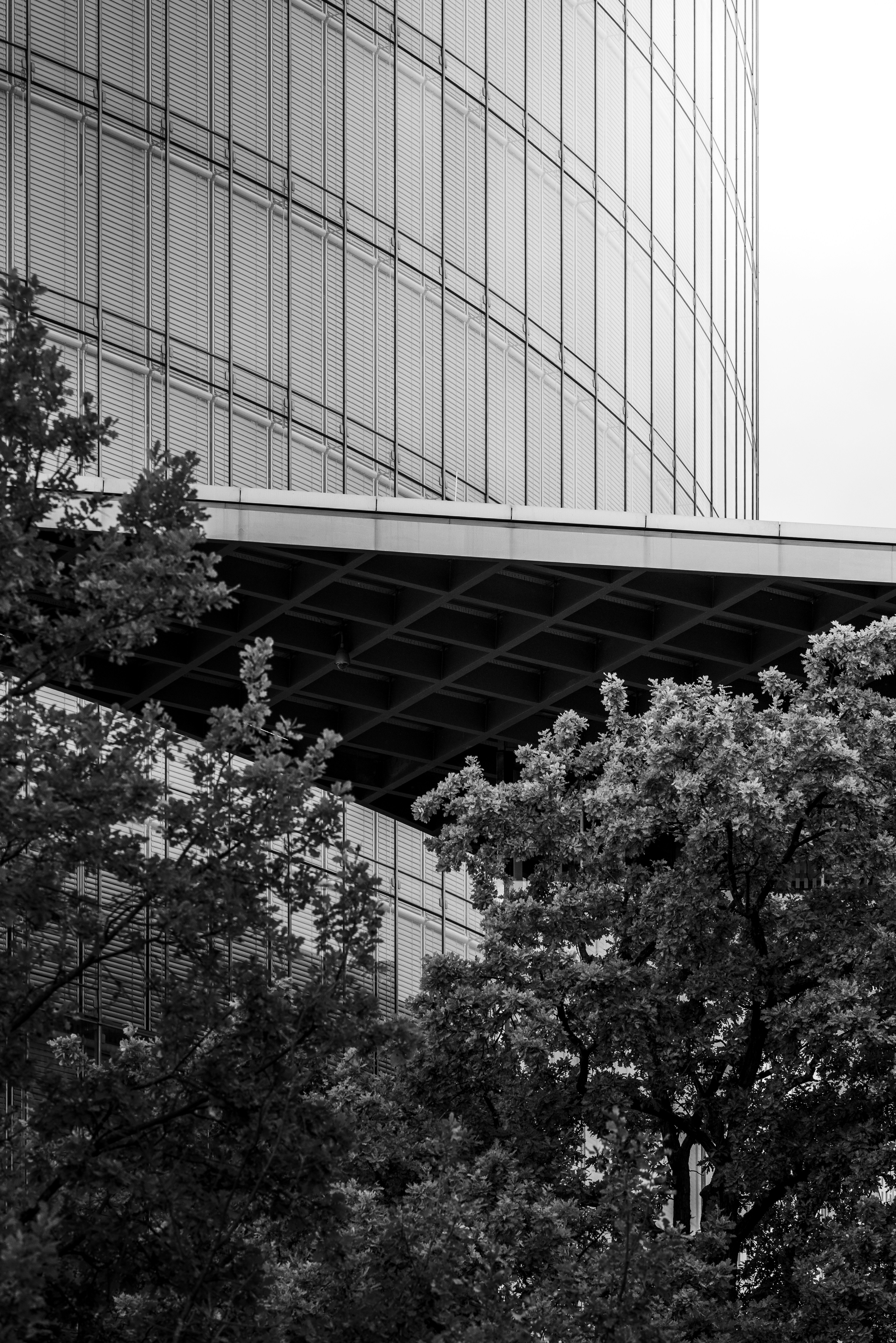 Urban Harmony: Nature Meets Modern Architecture