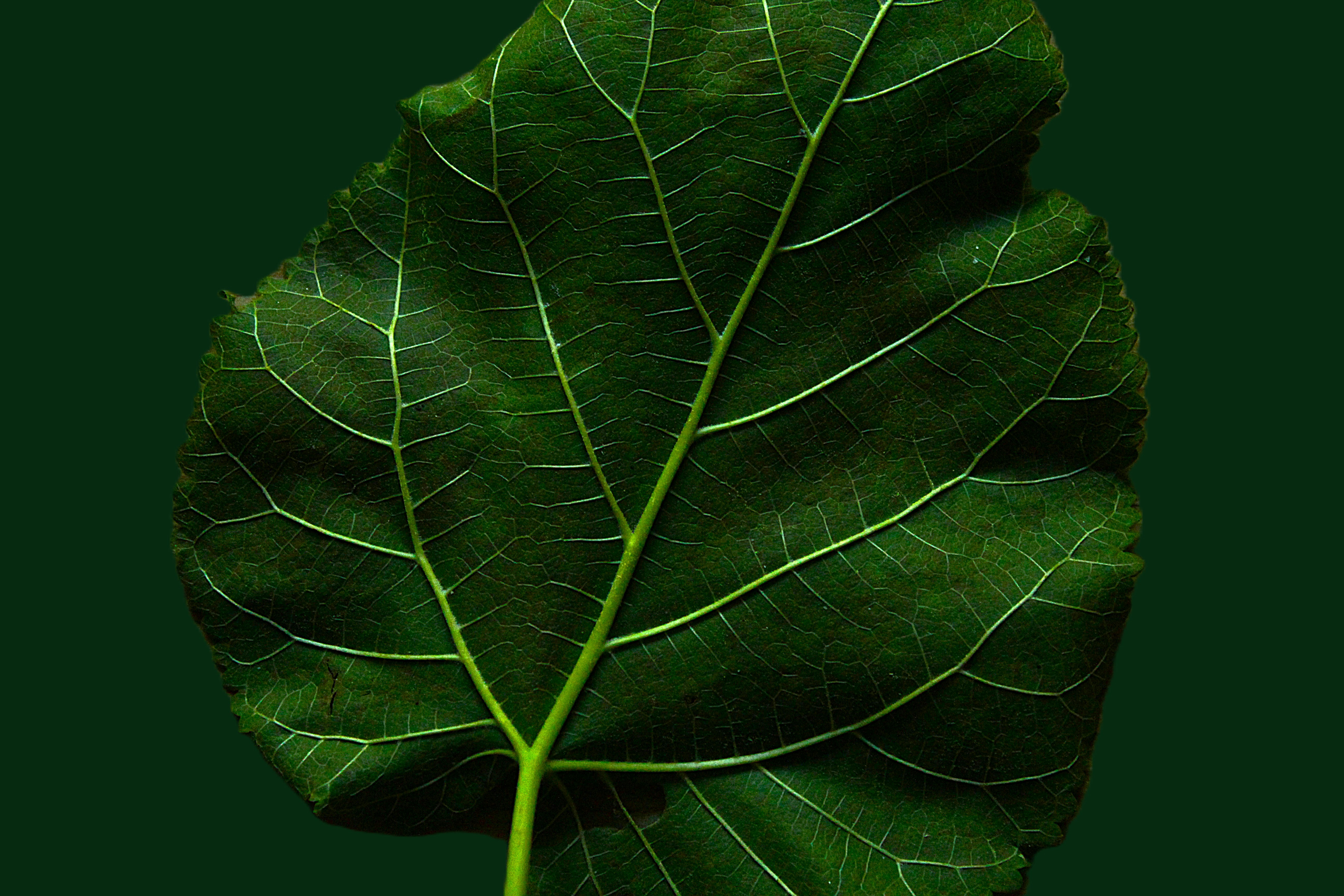 Close-up of a textured green leaf with prominent veins.