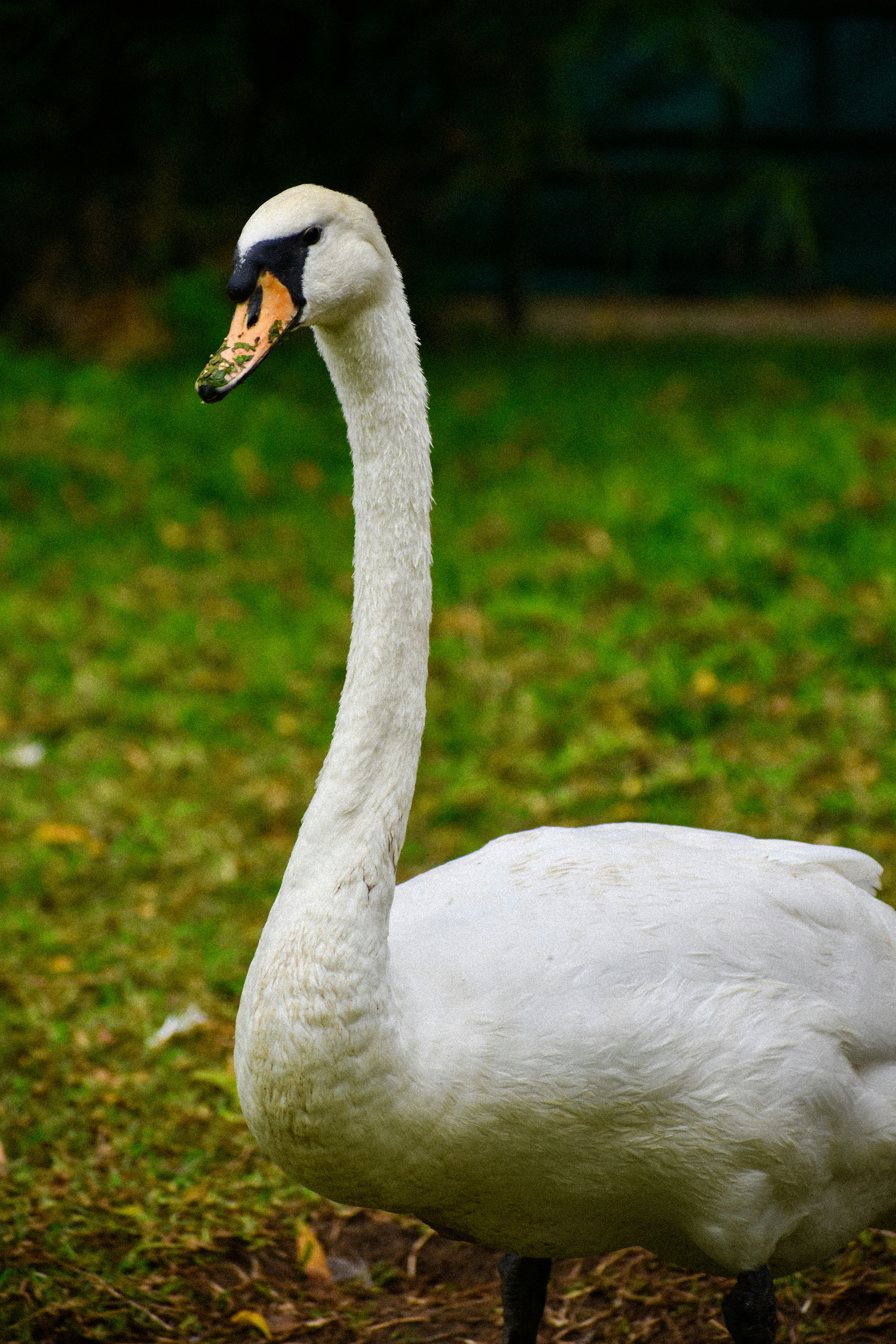 Elegance in Motion: The Graceful Swan