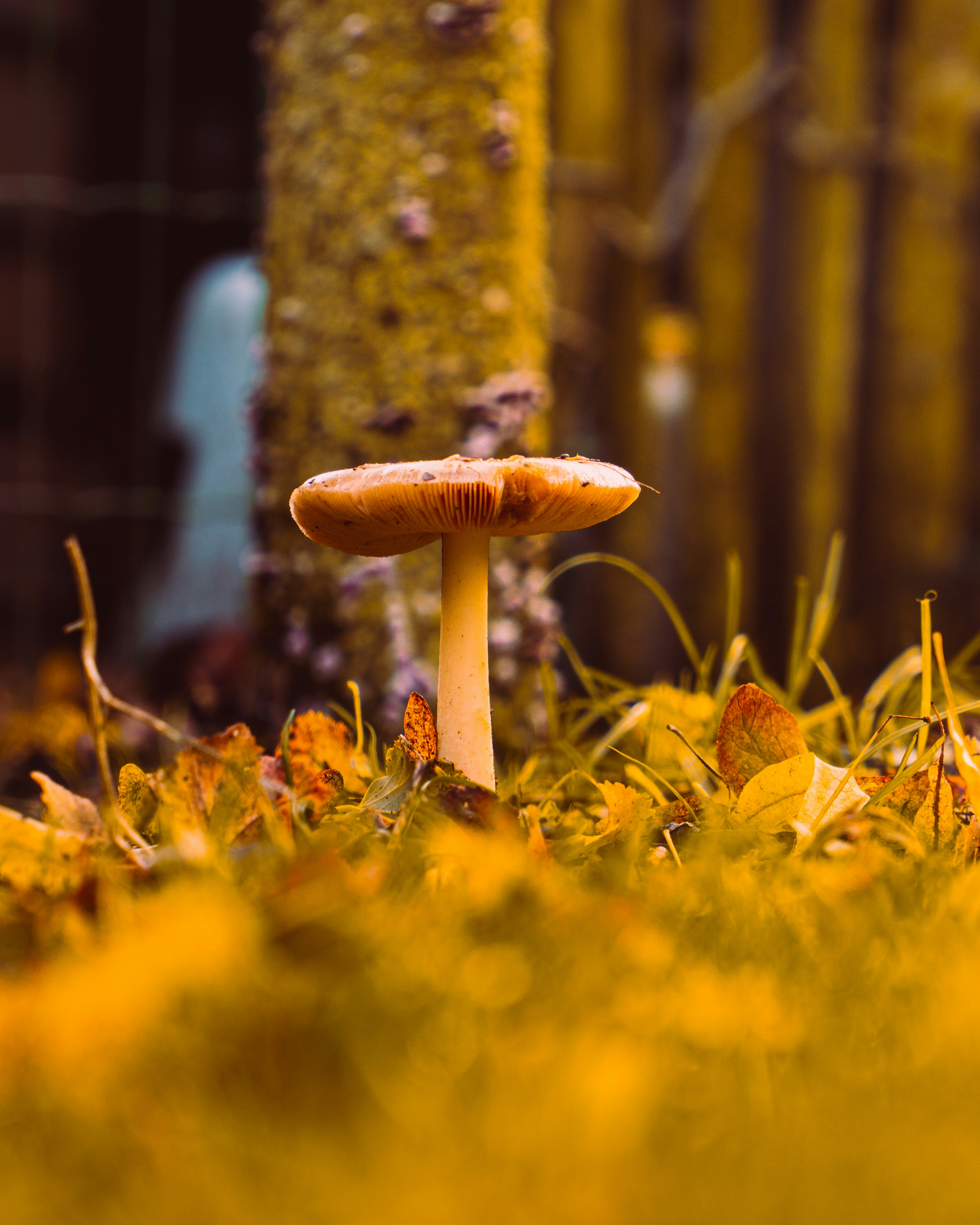 Autumn's Hidden Gem: The Mushroom's Tale