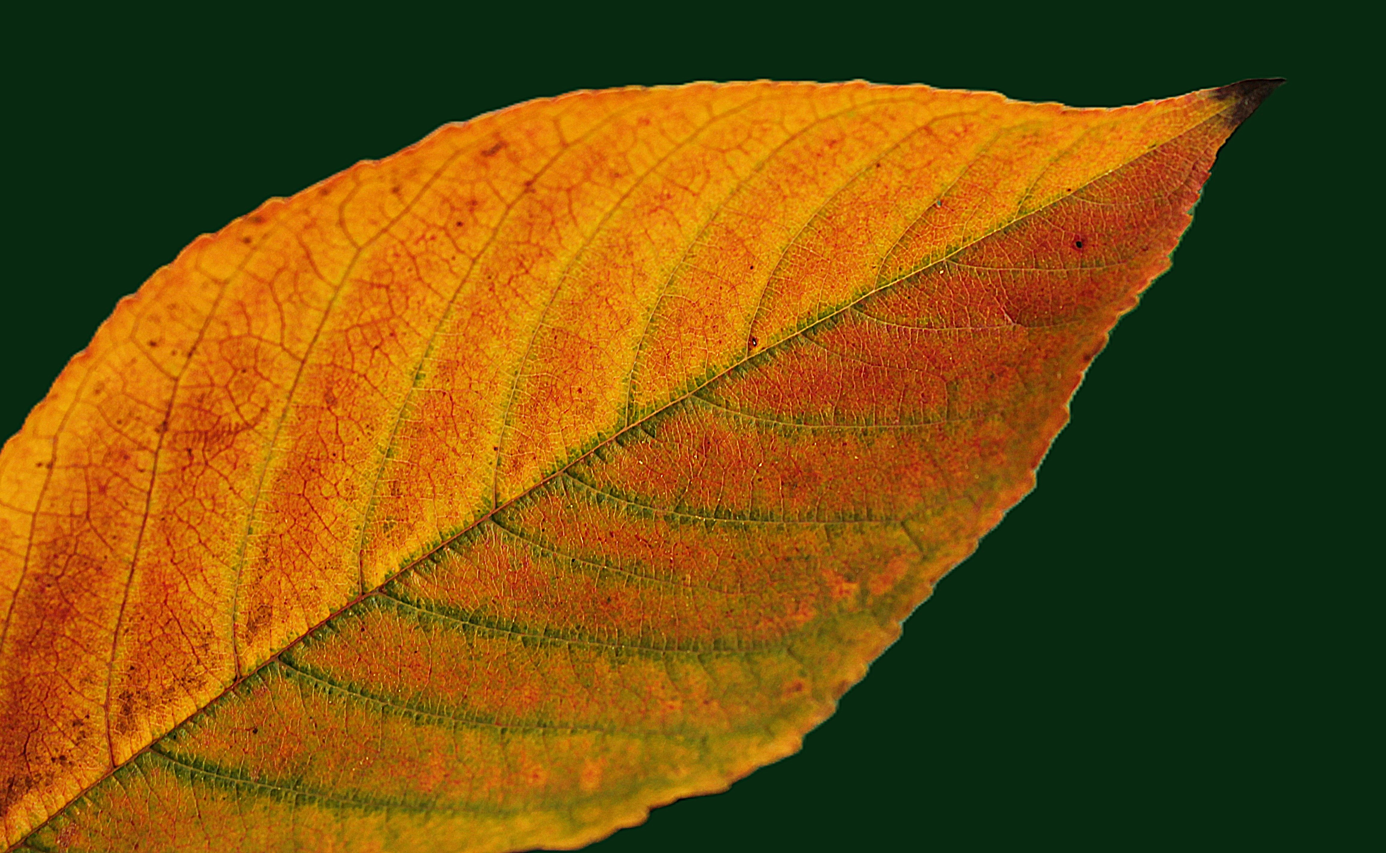 Close-up of a vibrant orange and yellow autumn leaf.