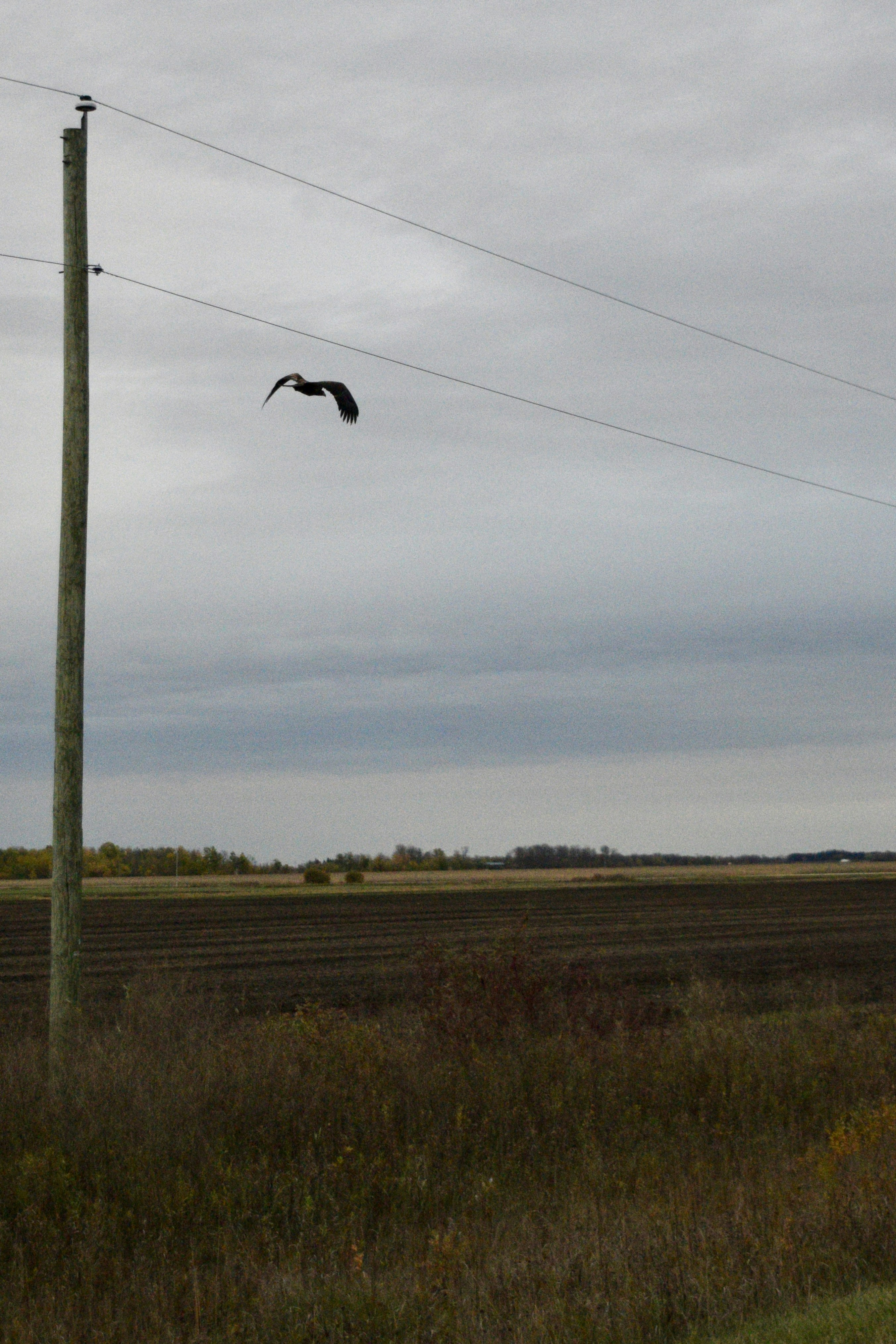 Soaring Above the Harvest Fields