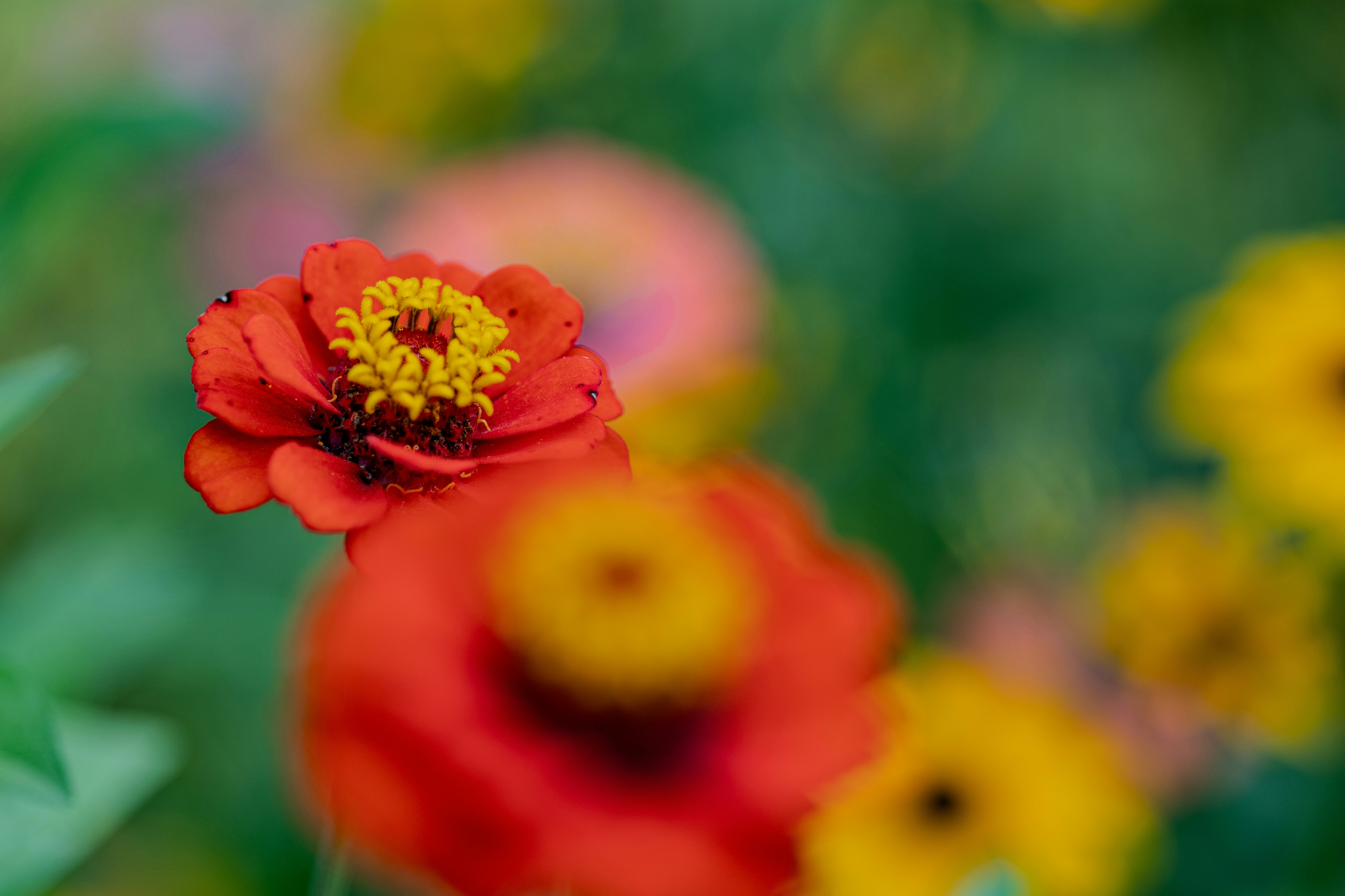 Close-up of vibrant orange and yellow flowers blooming