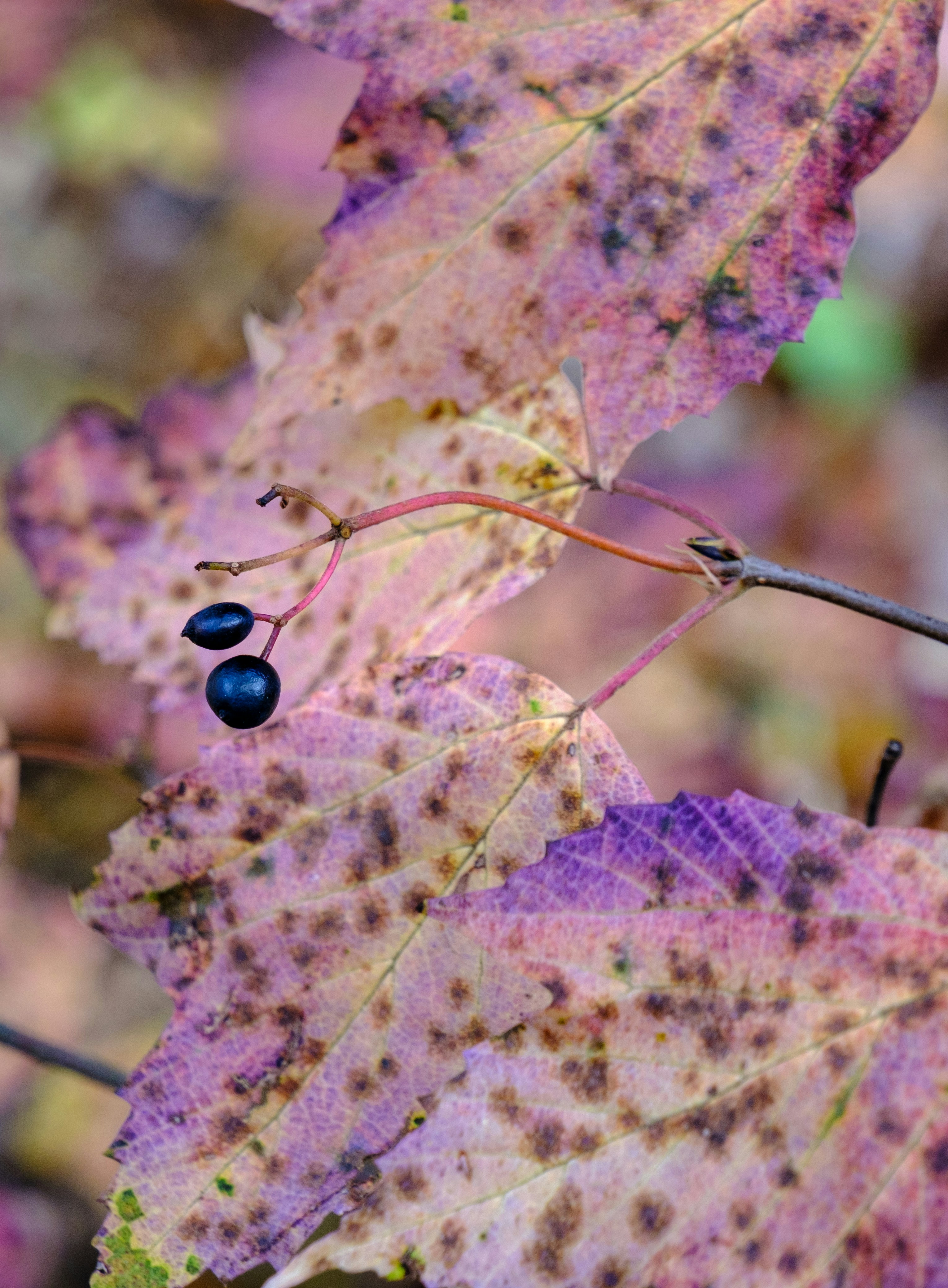 Purple leaves with dark spots and berries