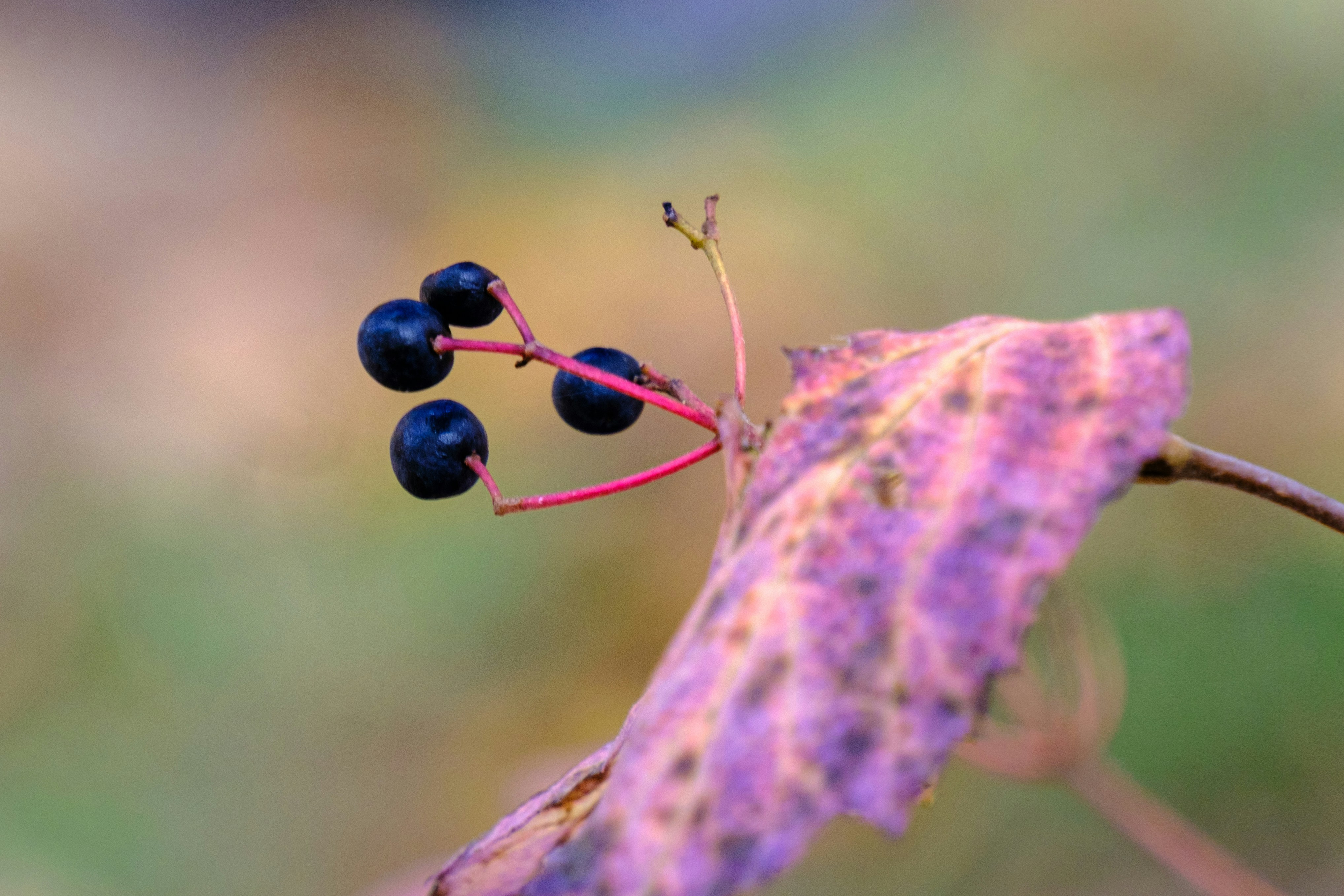 Close-up of vibrant purple leaf with black berries, showcasing the intricate details of nature's design.