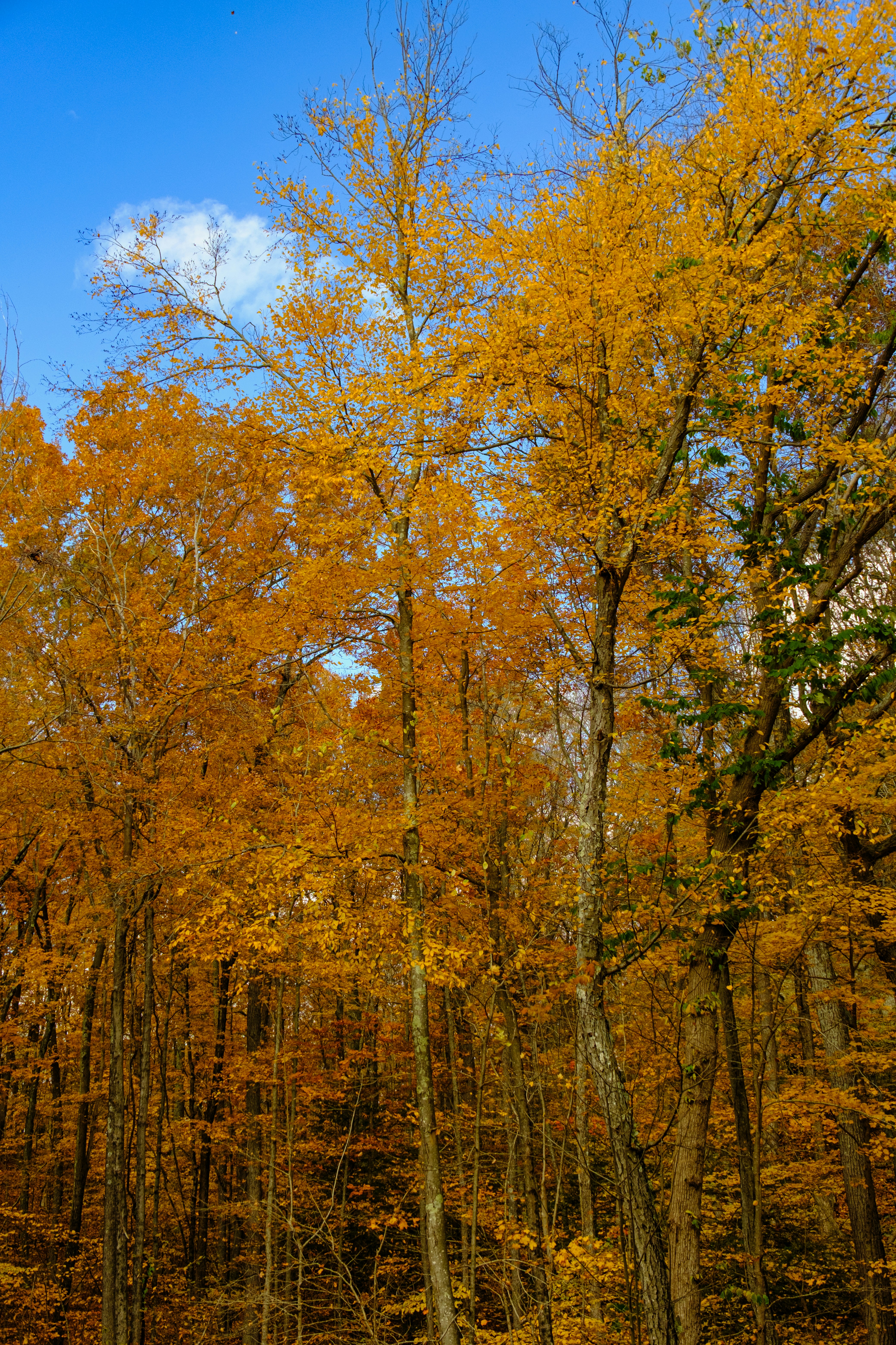 Vibrant orange and yellow foliage enveloping tall trees under a clear blue sky. A serene representation of fall's beauty.