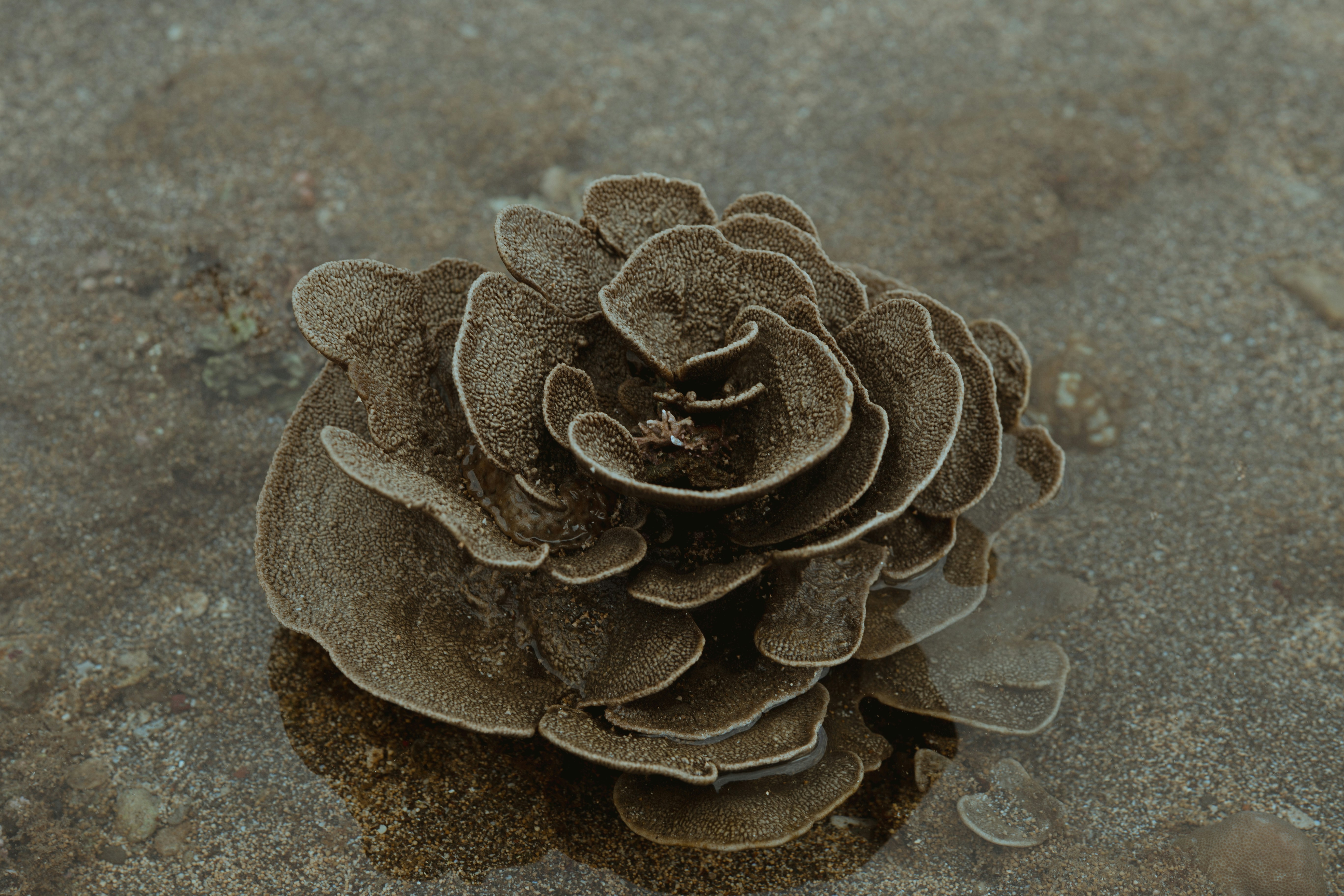 Nature's Intricate Sculpture
