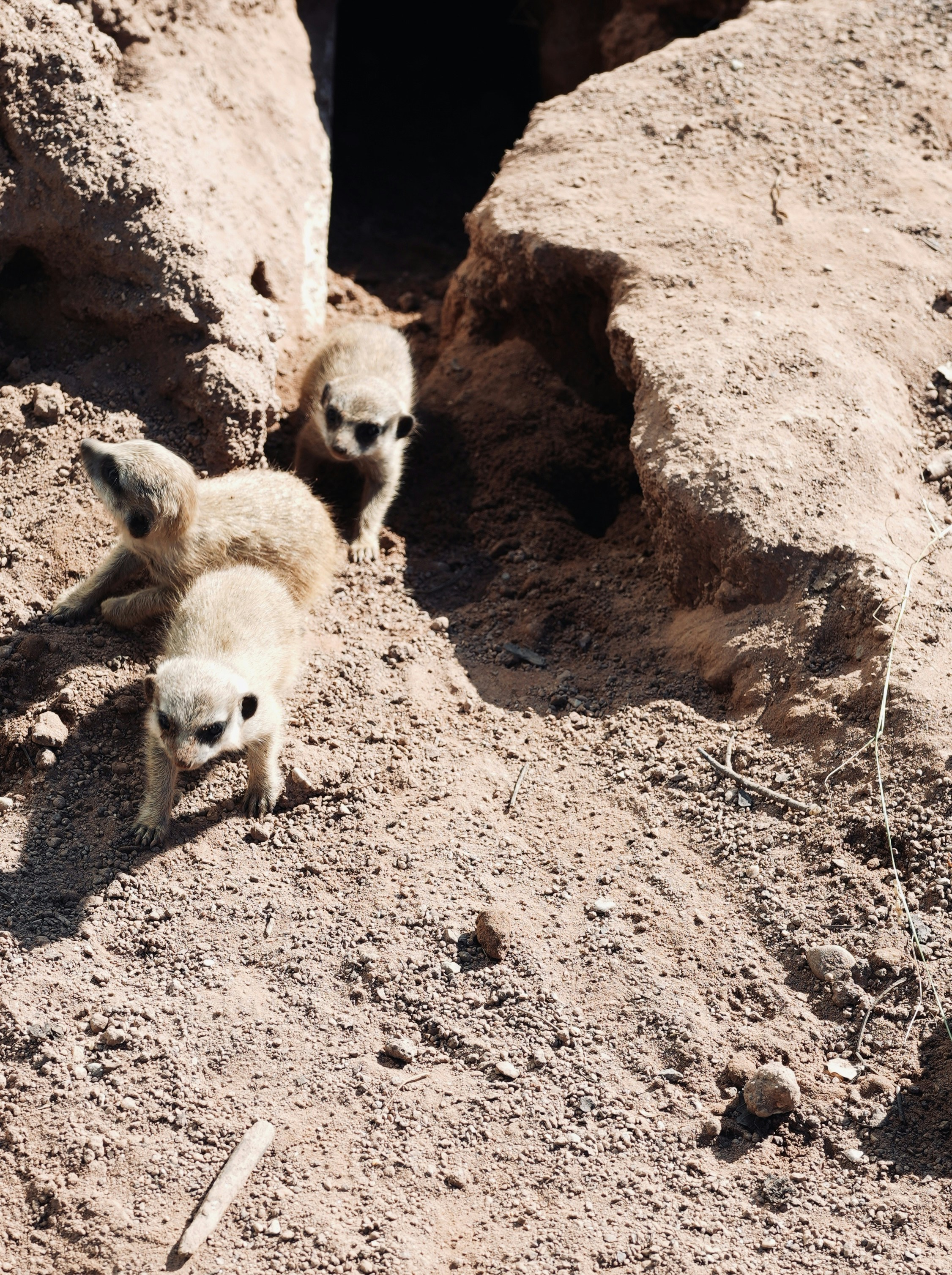 Curious Meerkat Trio Exploring Their Desert Domain