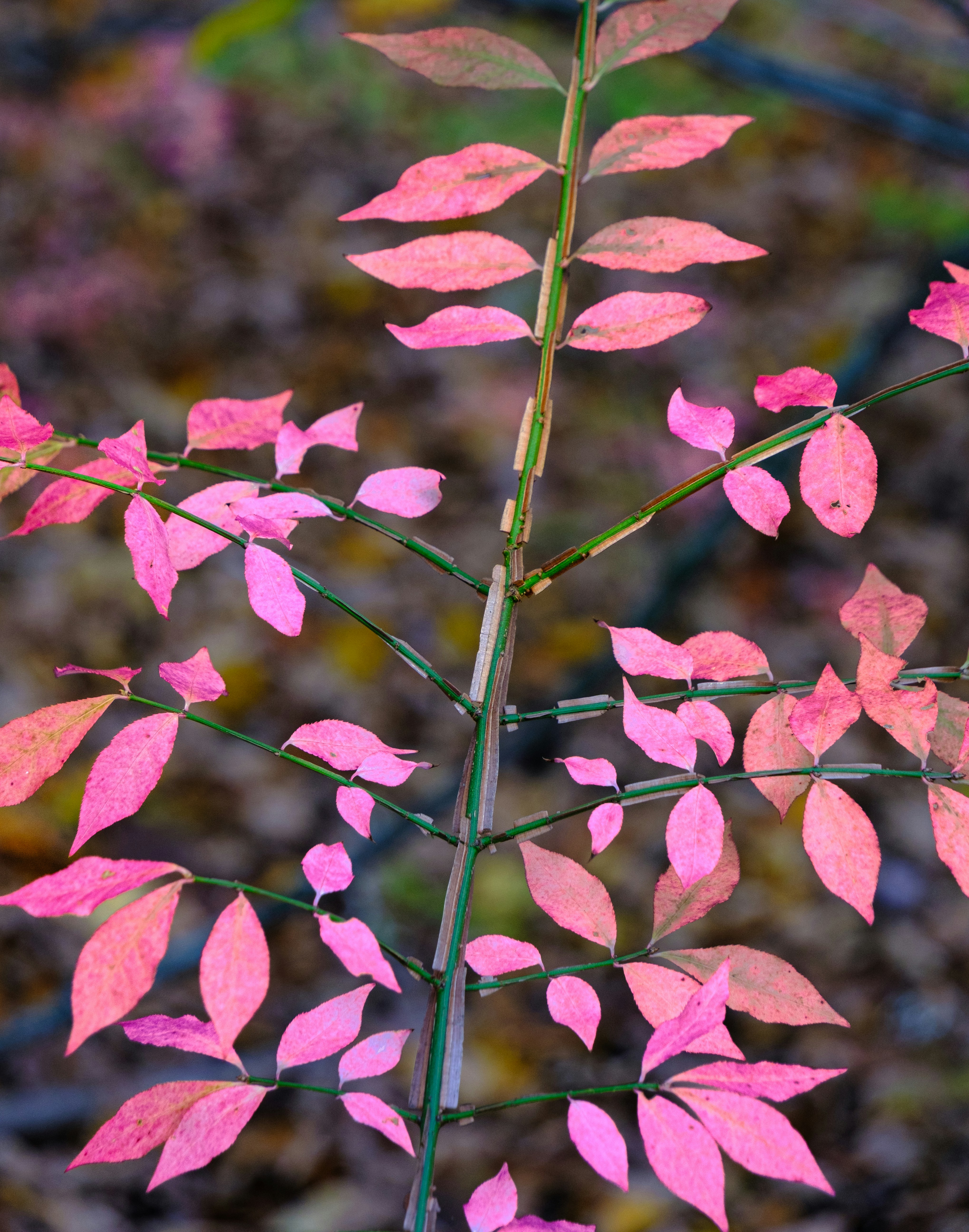 Whispers of Autumn: The Dance of Pink Leaves