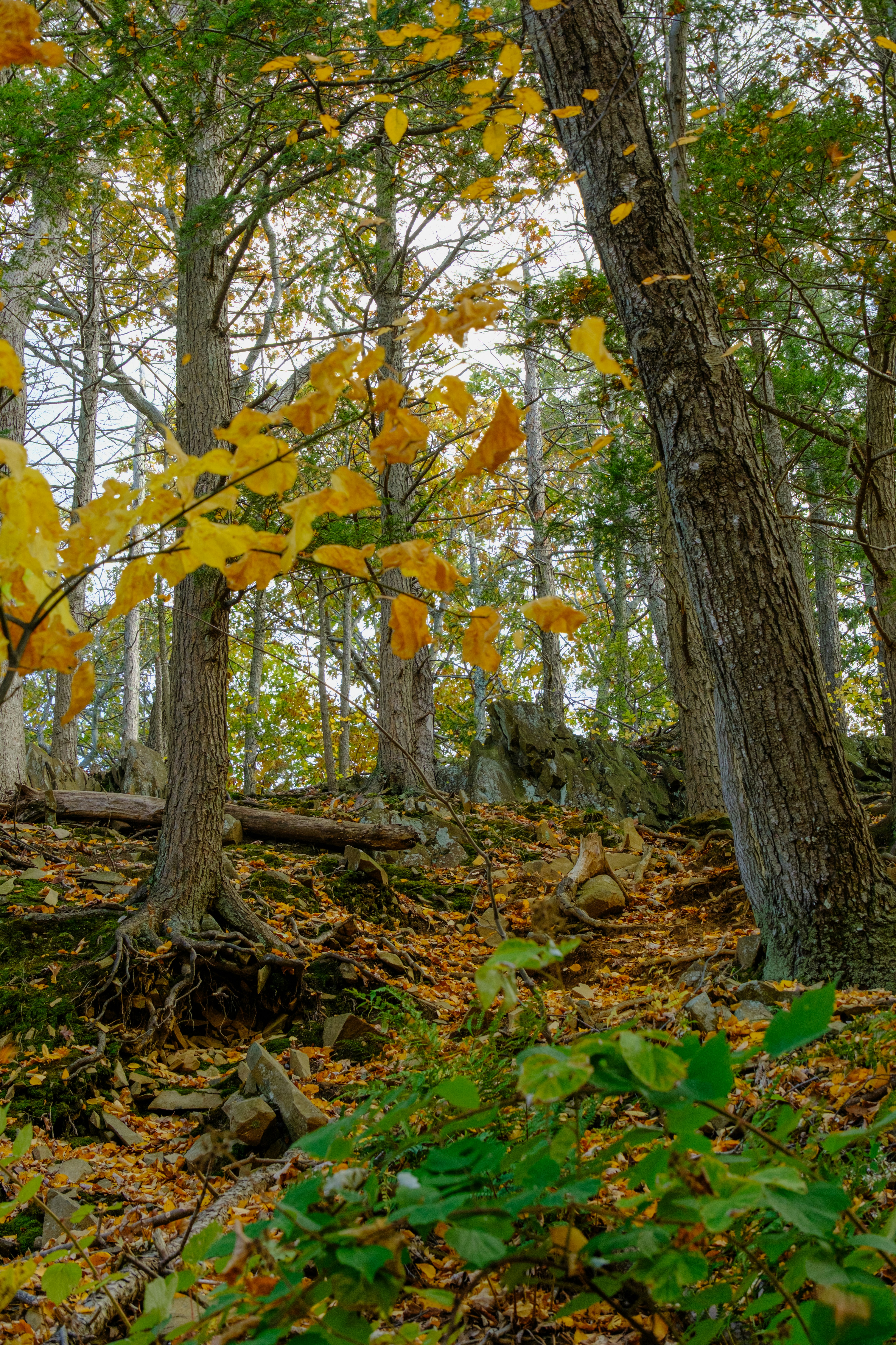 Autumn forest floor covered in fallen leaves and rocks.